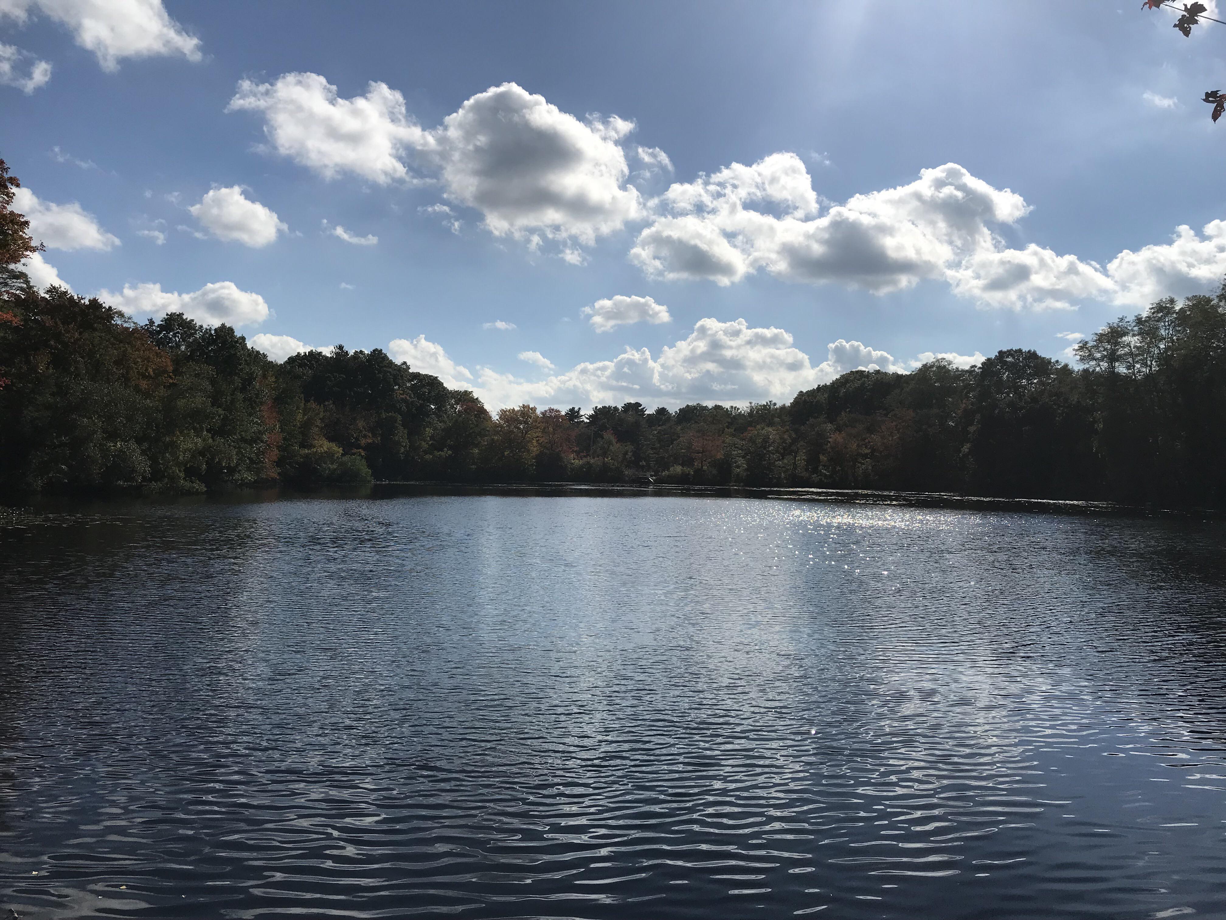 Serene pond | Scrolller