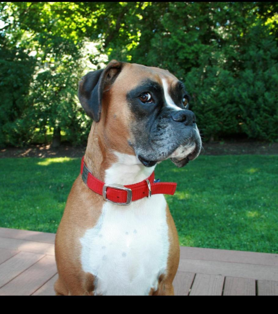 Serious boxer side eye | Scrolller