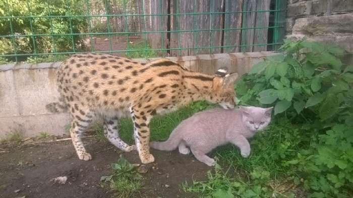 Serval and a domestic cat | Scrolller