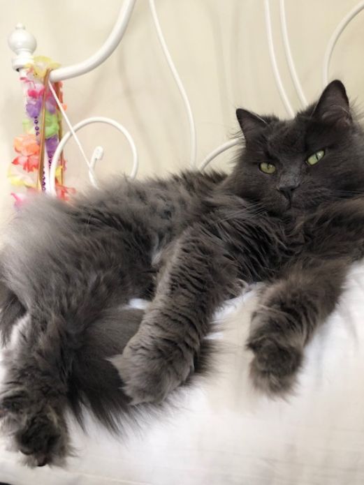 Shadow always looks so comfortable | Scrolller