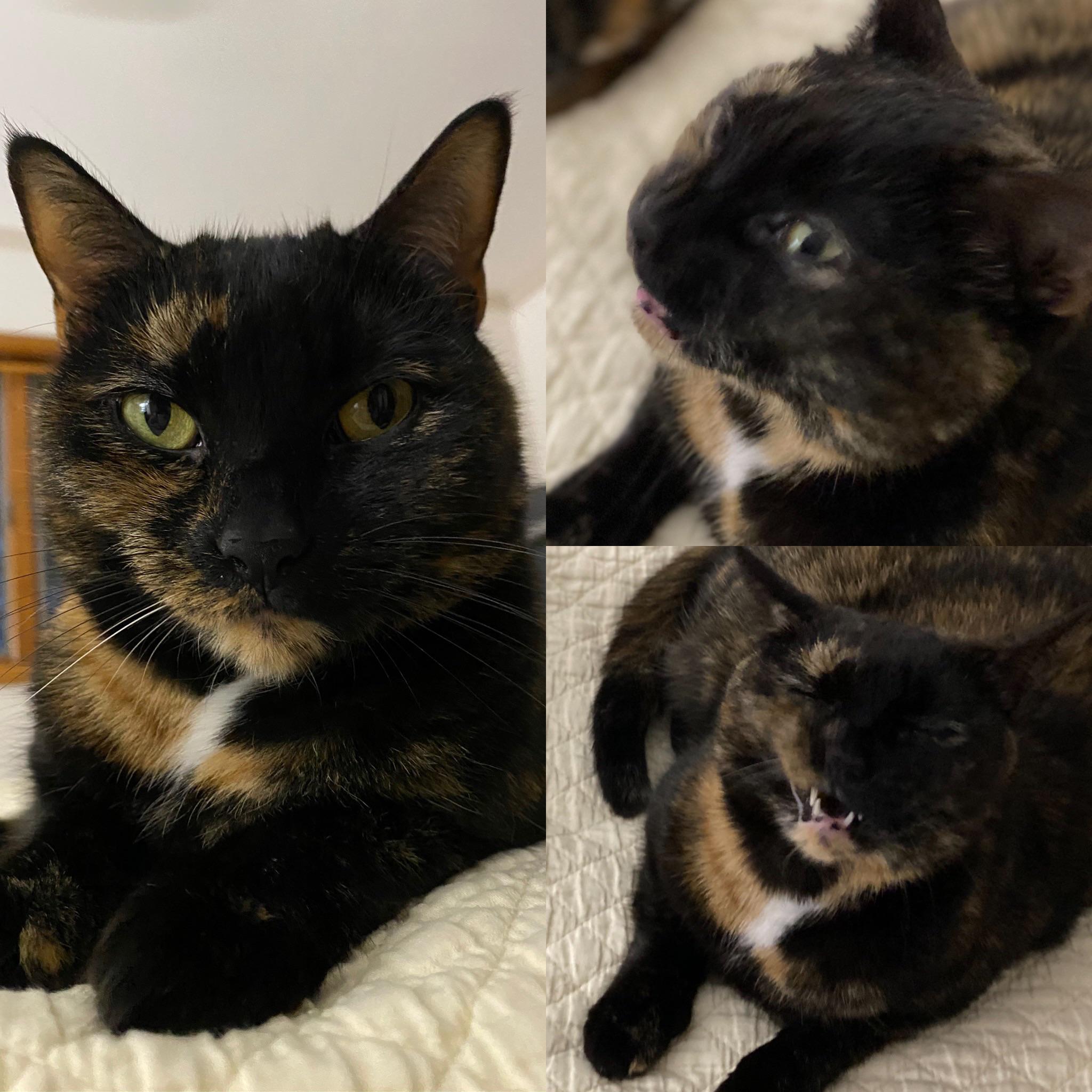 Shadow making funny faces | Scrolller