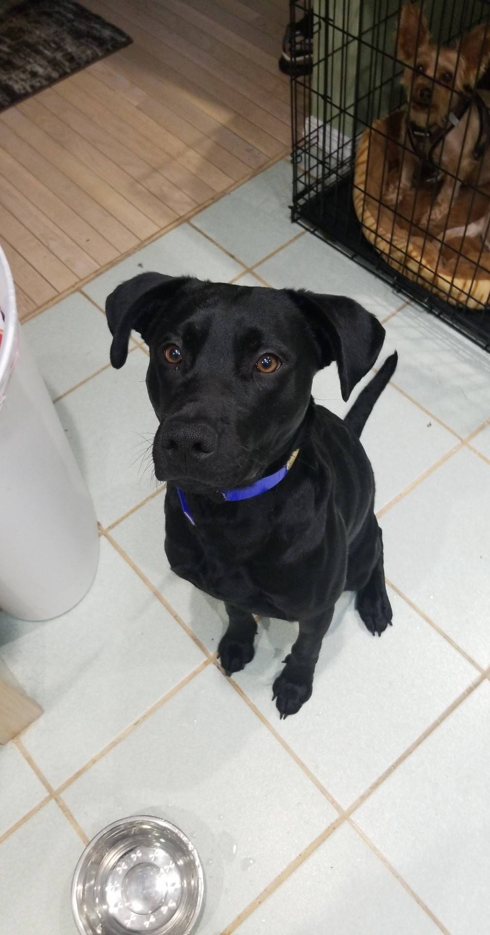 Shadow, my handsome pit lab mix | Scrolller