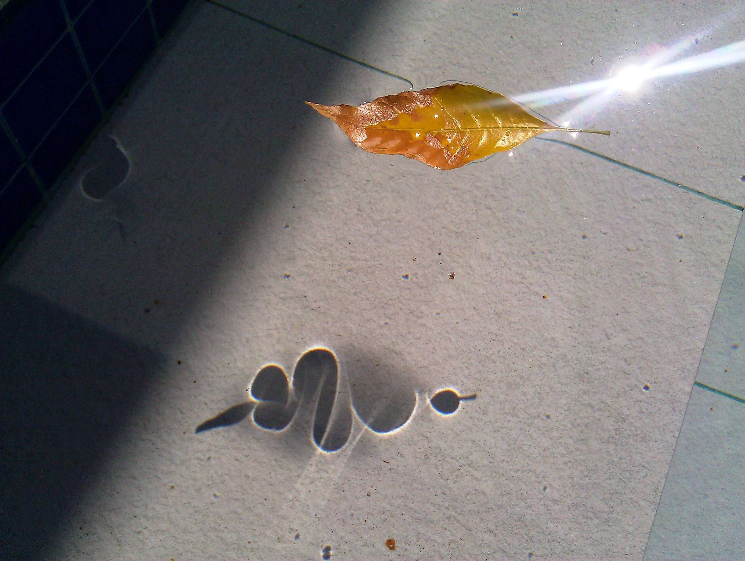 shadow of a leaf floating in a pool | Scrolller