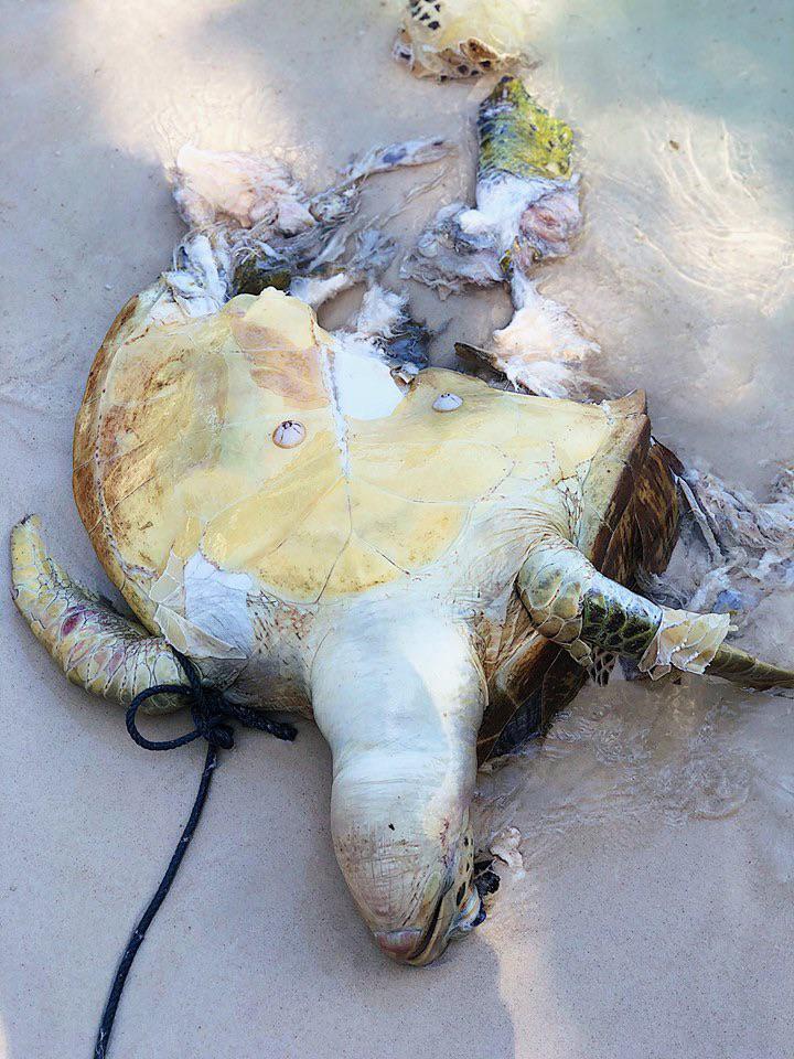 Shark attack on turtle | Scrolller