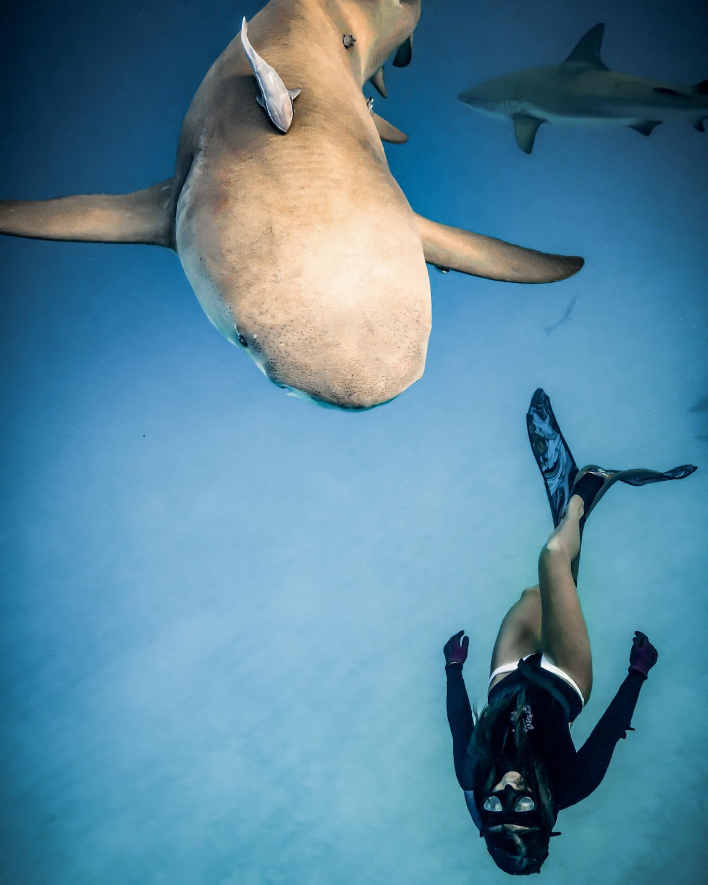 Shark Dive | Scrolller