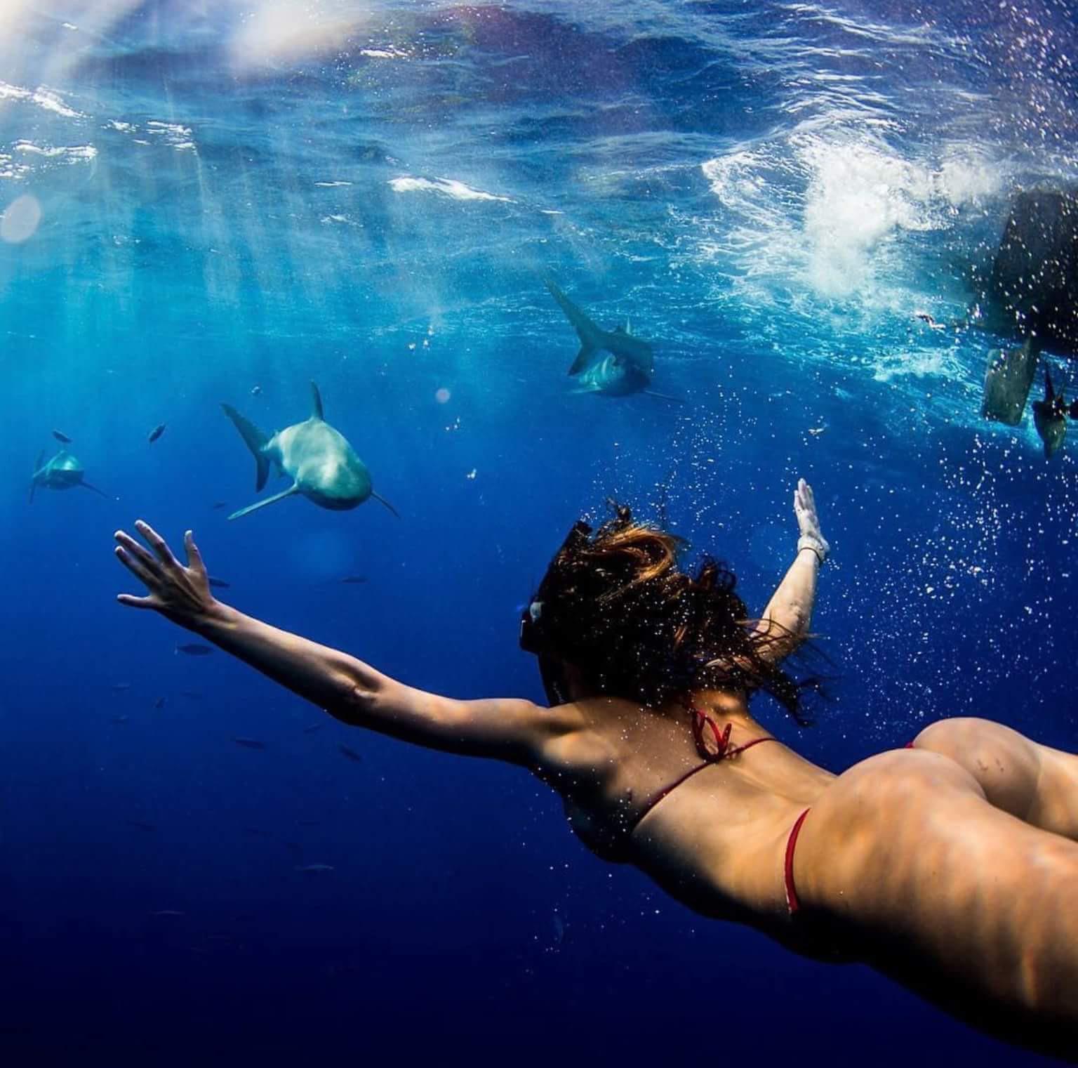 Shark Diving | Scrolller