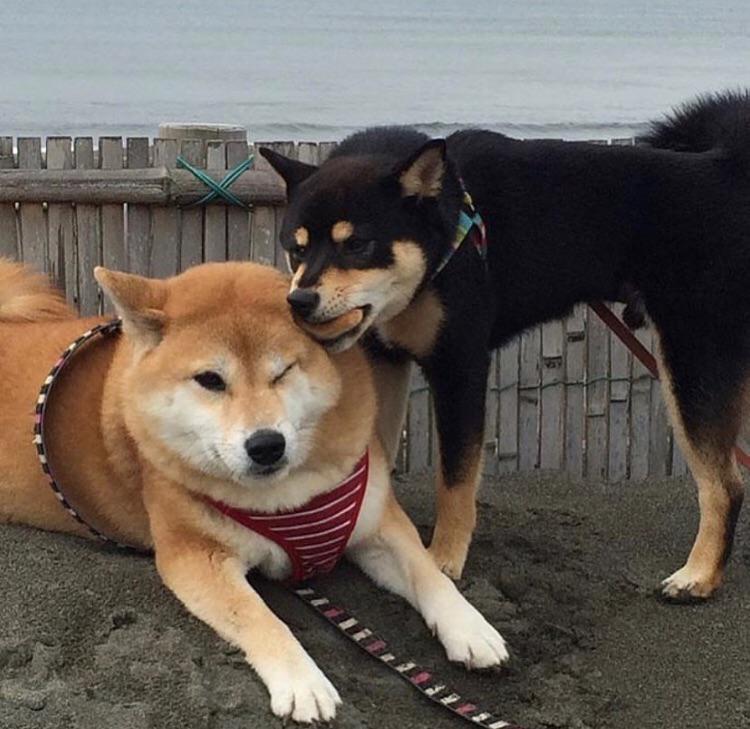 She chomp | Scrolller