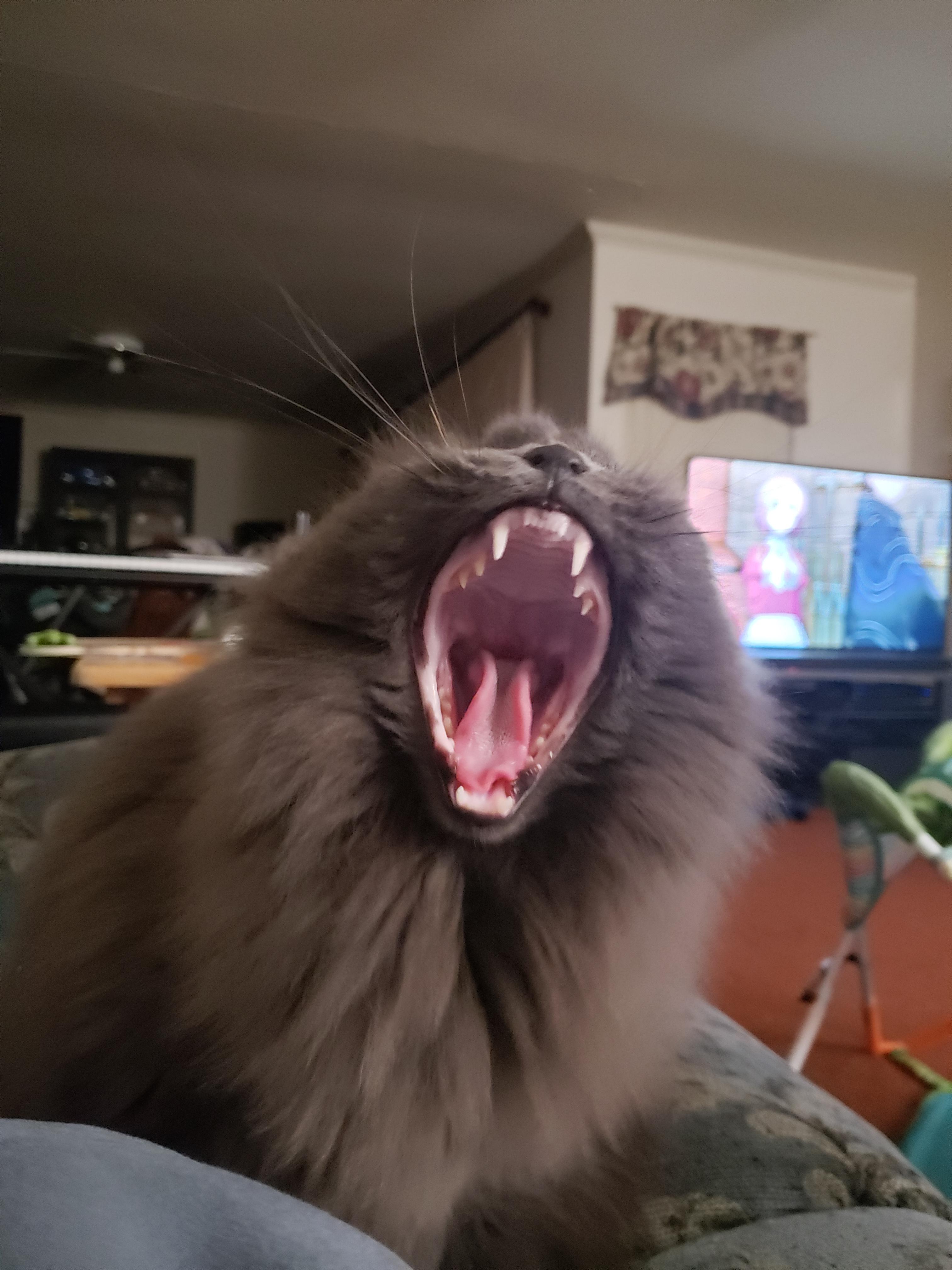 She CHOMP | Scrolller