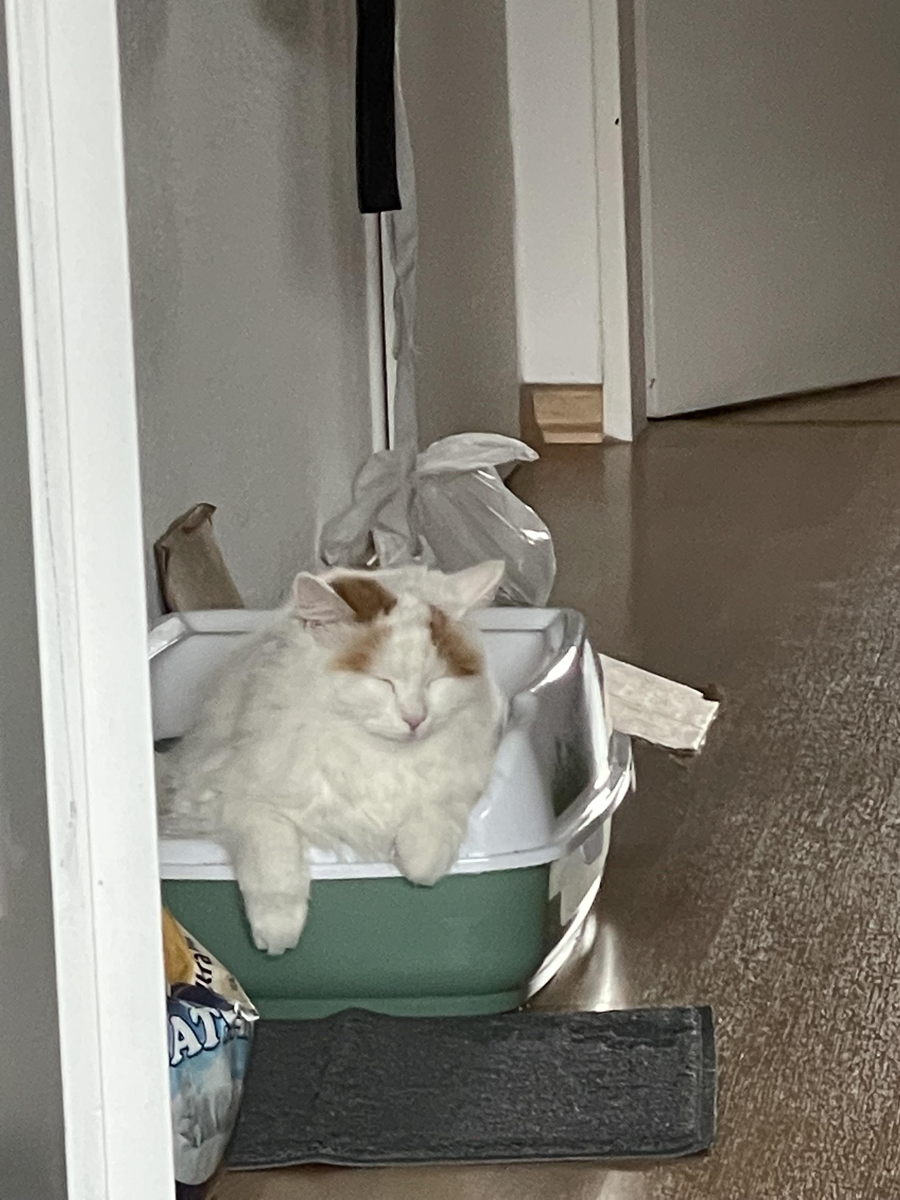 she fell asleep watching memes on the toilet | Scrolller