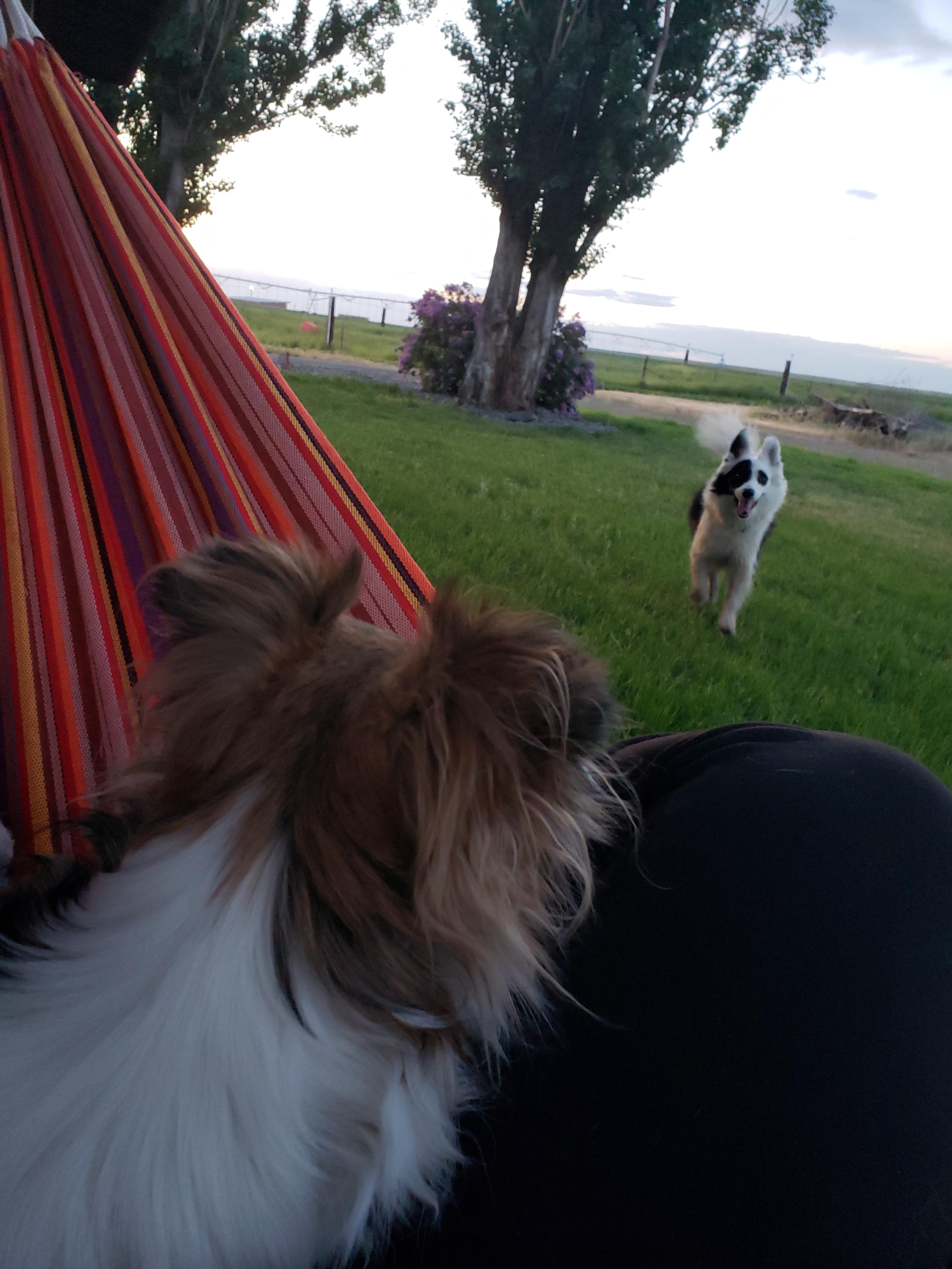 She is as excited about the hammock as me! | Scrolller