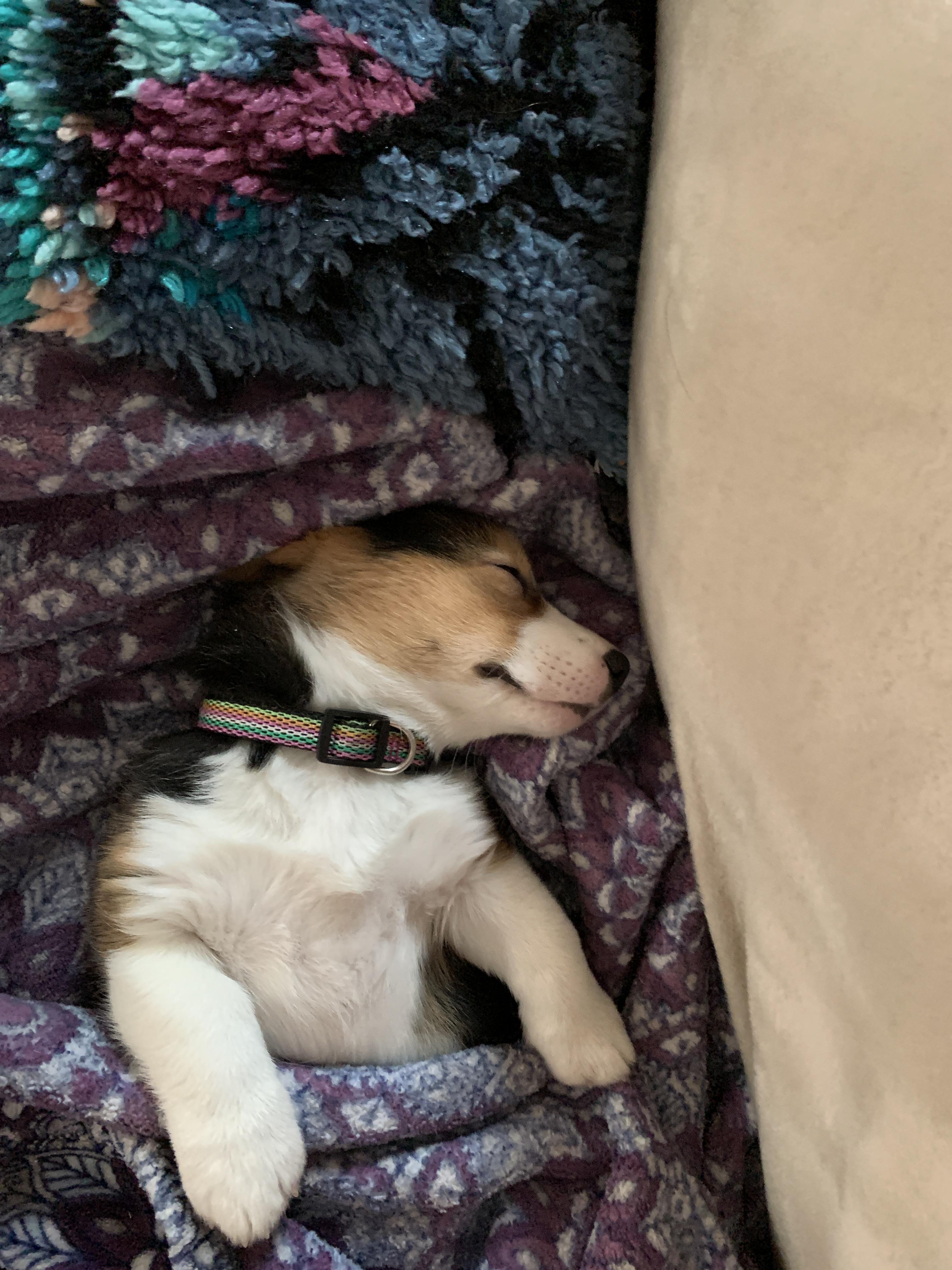 She is the Queen of naps. | Scrolller