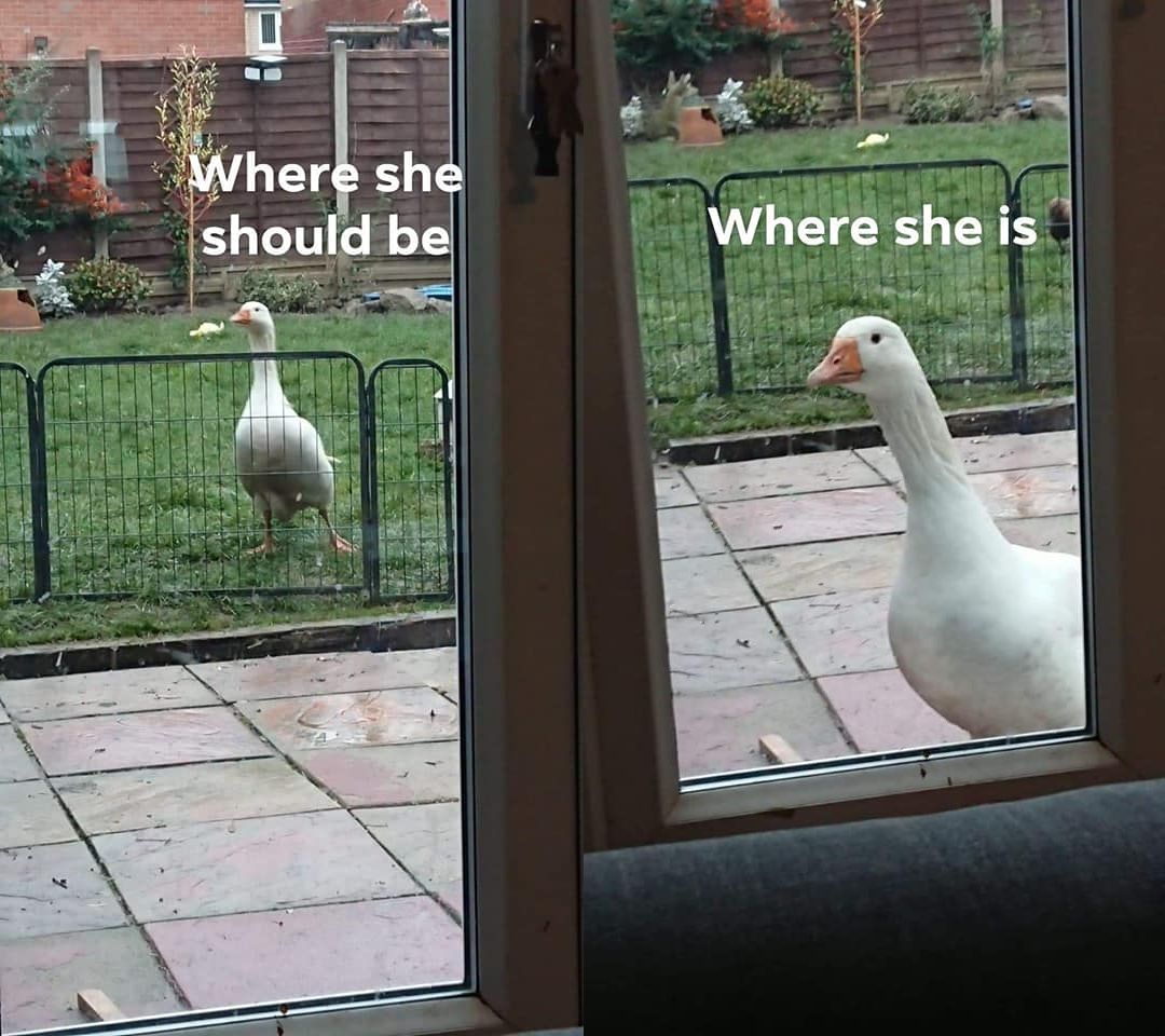 She knows what the fence is, she doesn't care. | Scrolller