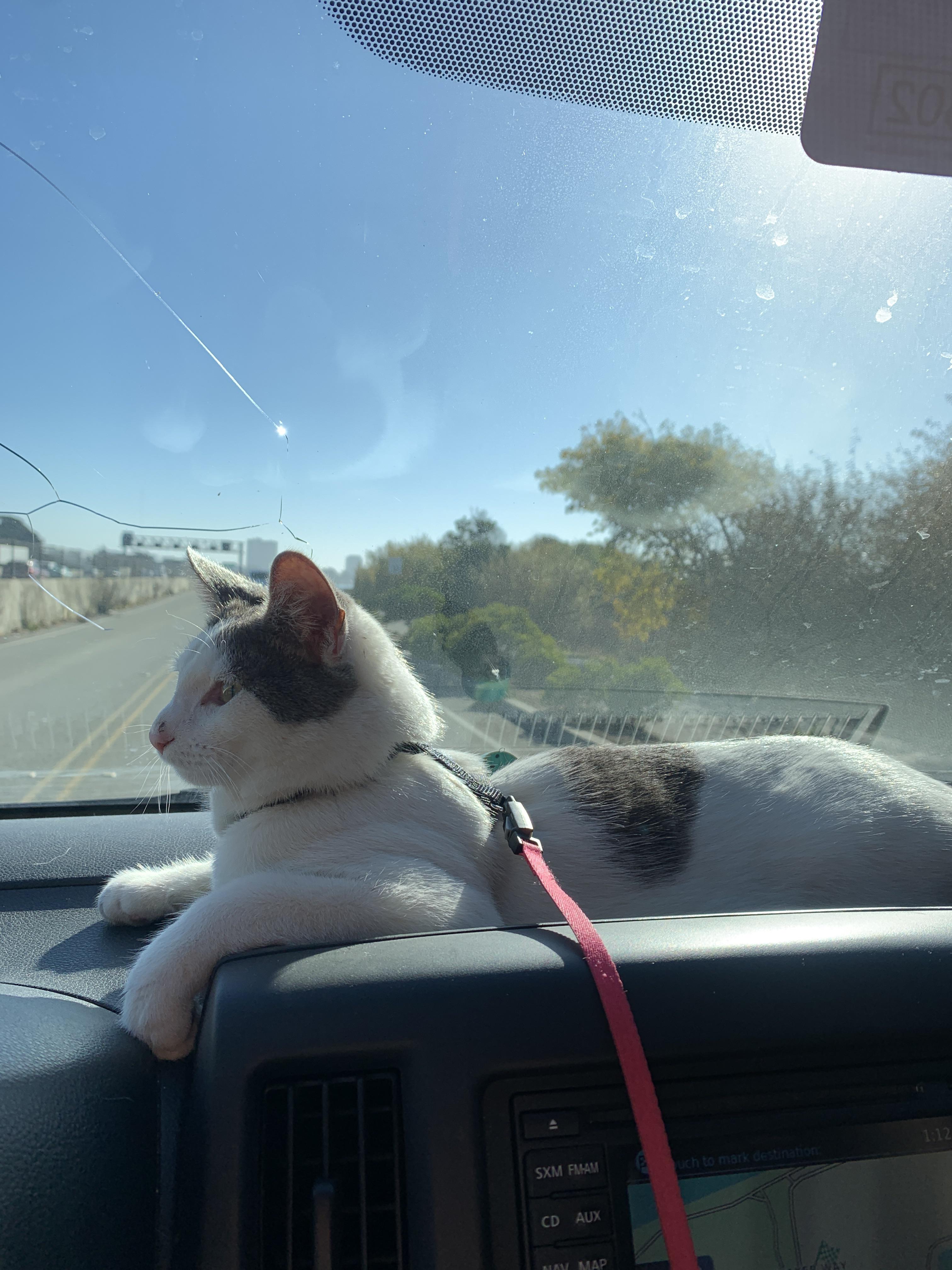 She likes car rides 😍 | Scrolller