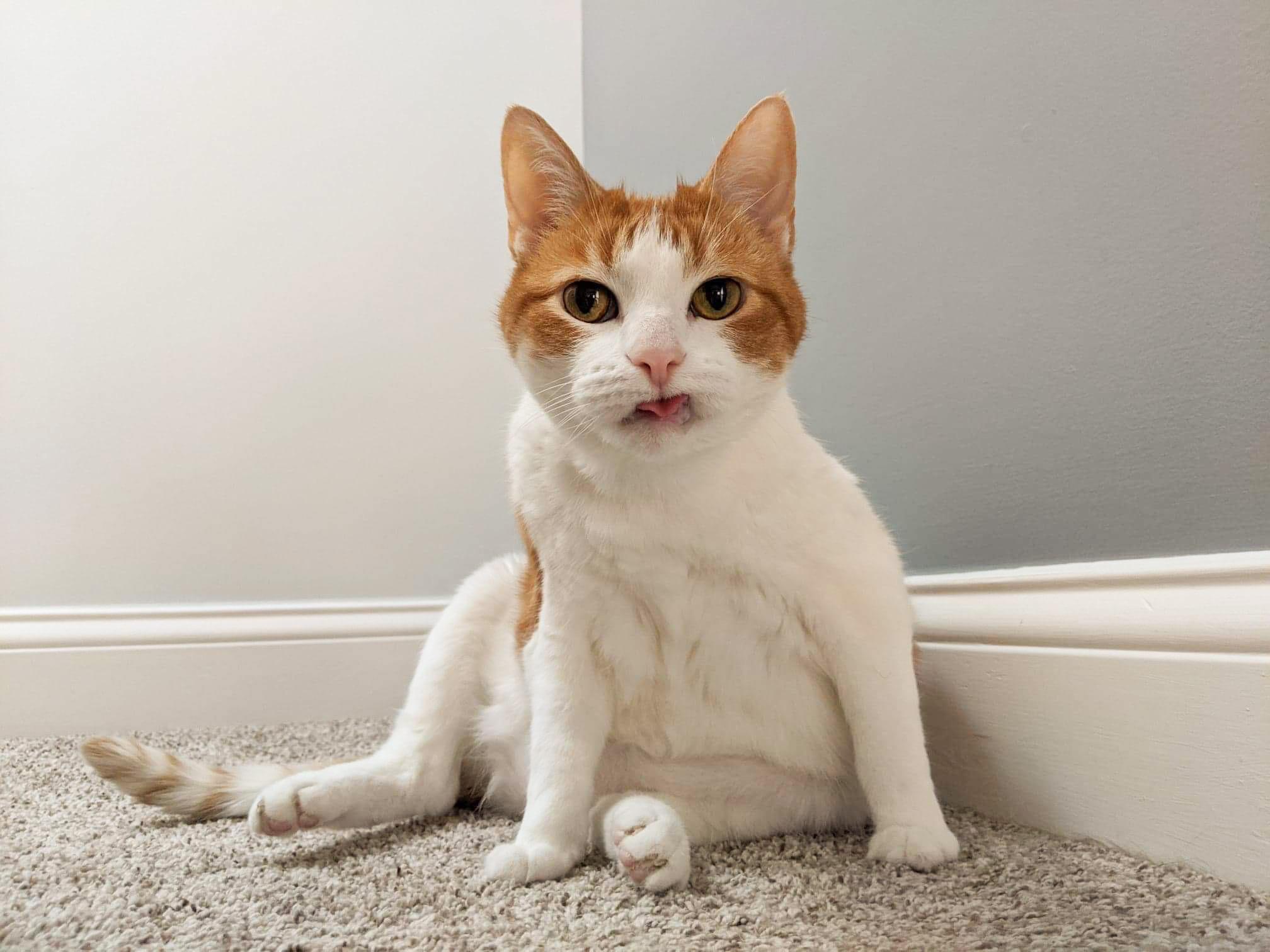 She lost her tooth a few years ago, so her bleps are extra derpy. | Scrolller