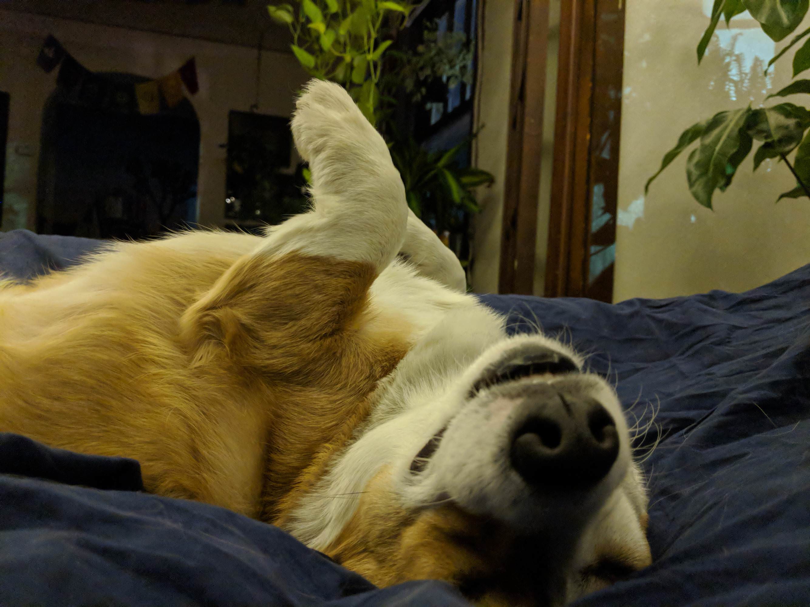 She loves the belly rubs. | Scrolller