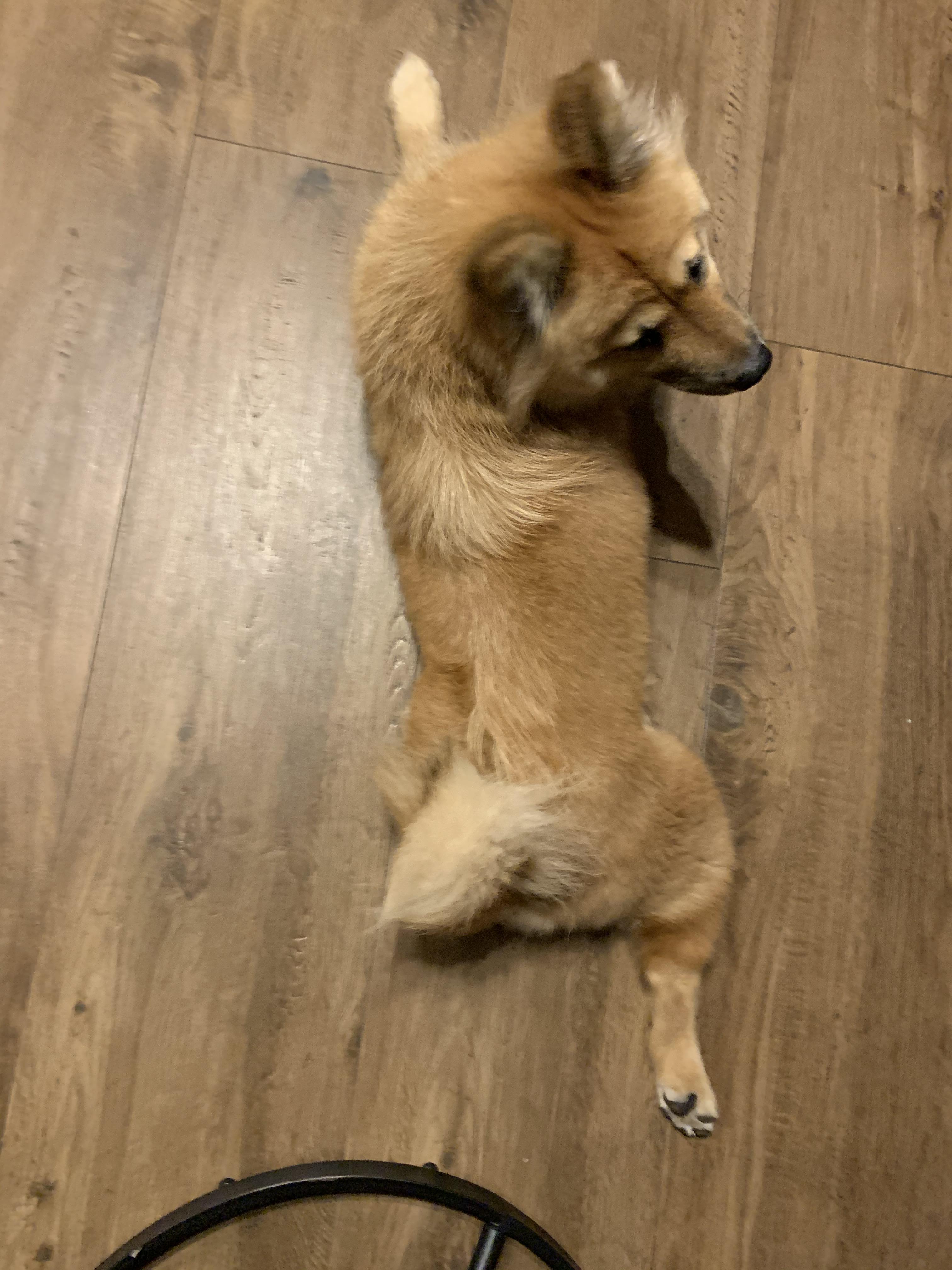 She only has 3 legs so this is a full sploot. | Scrolller