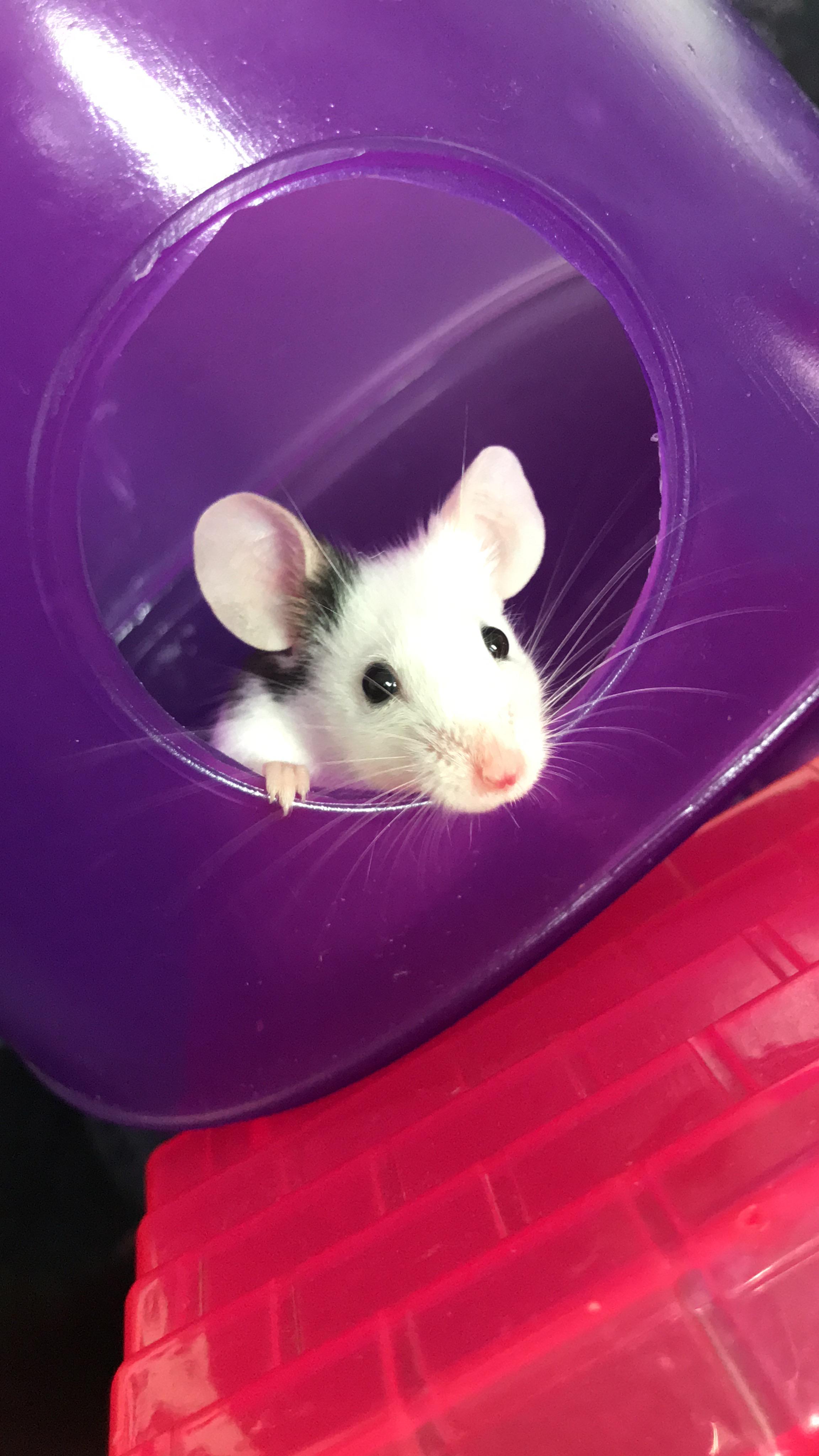 🐁 ️ She’s loving her new hideout!! 🐁 ️ | Scrolller