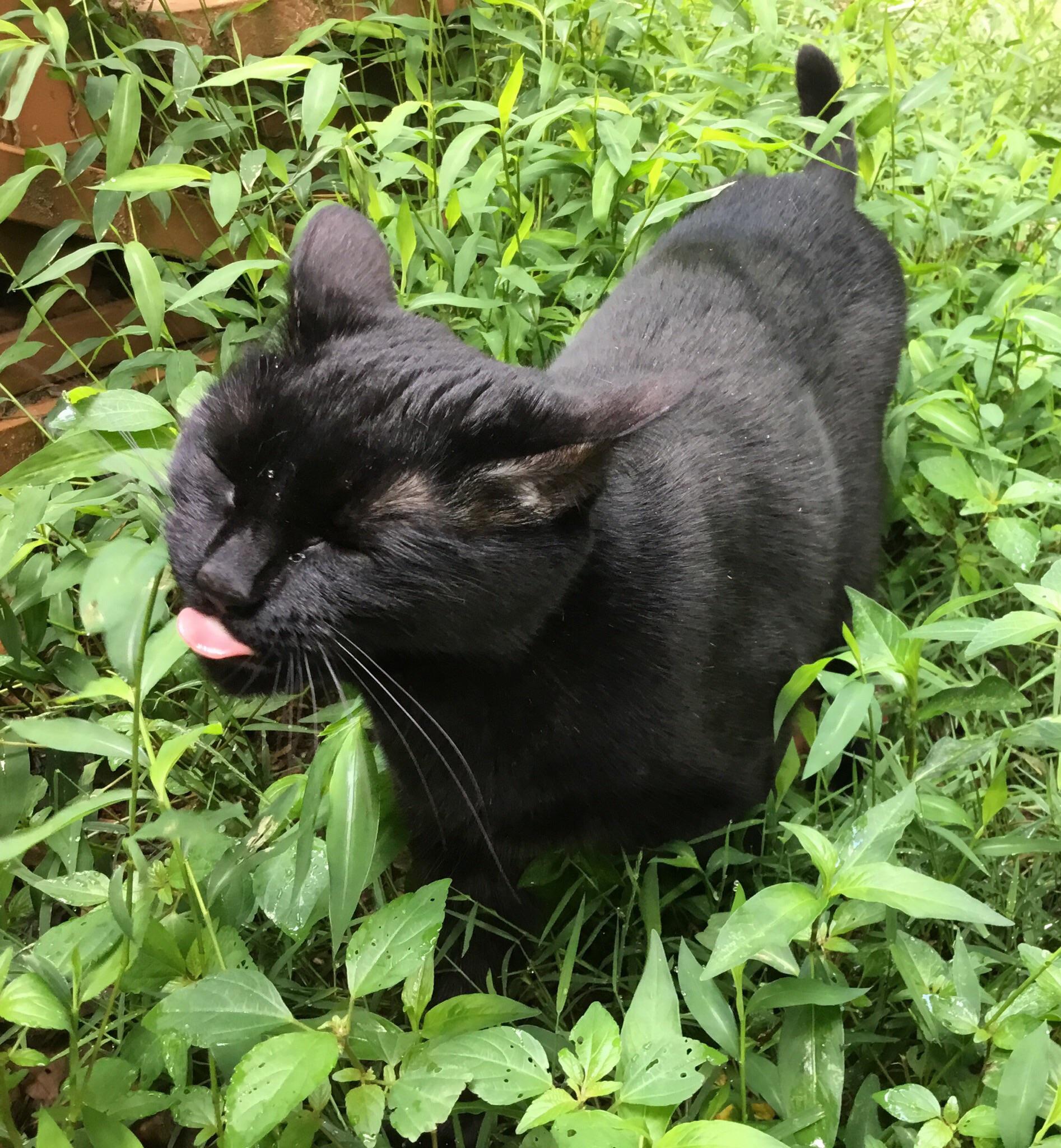 She’s mlem’ing as hard as she can | Scrolller