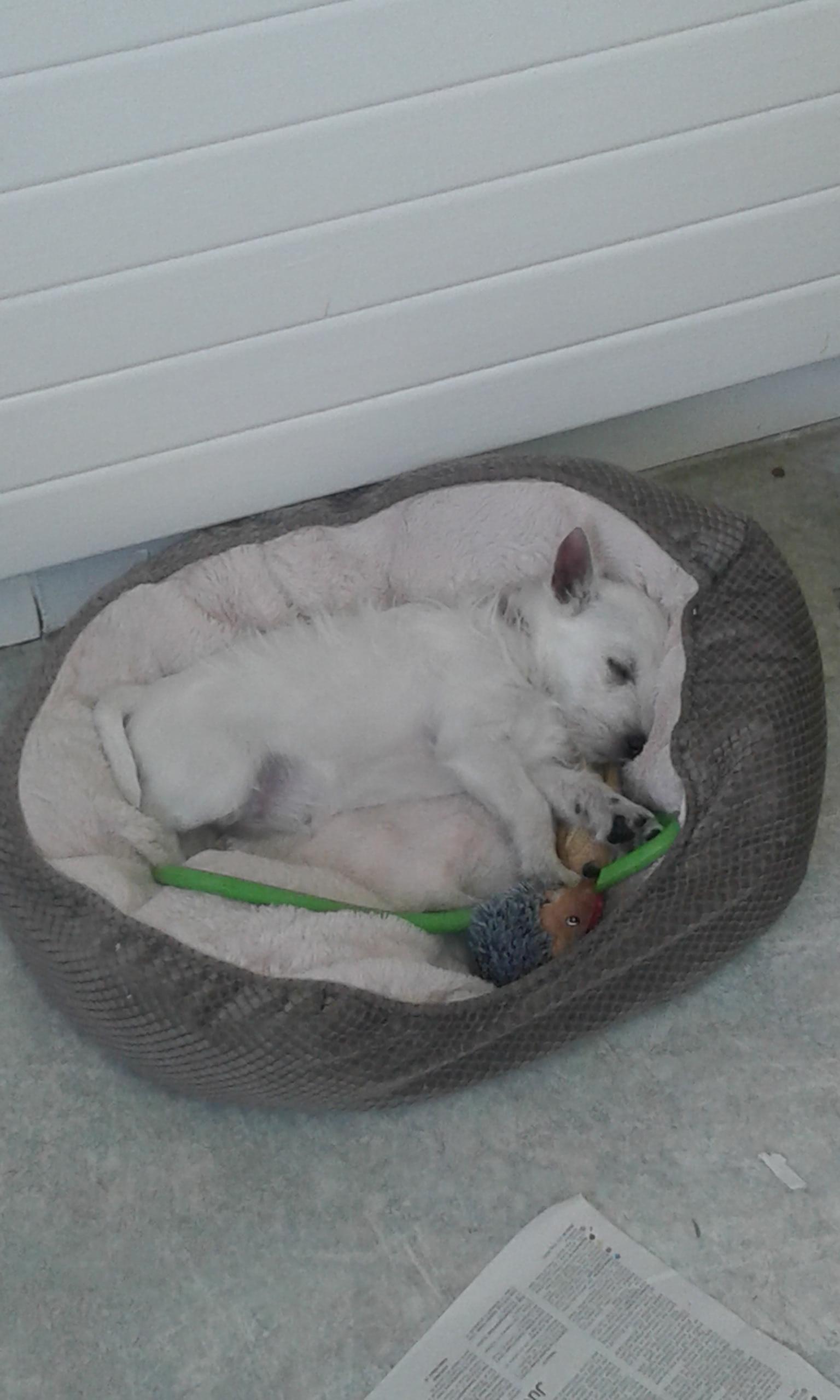 She S N O O Z E | Scrolller