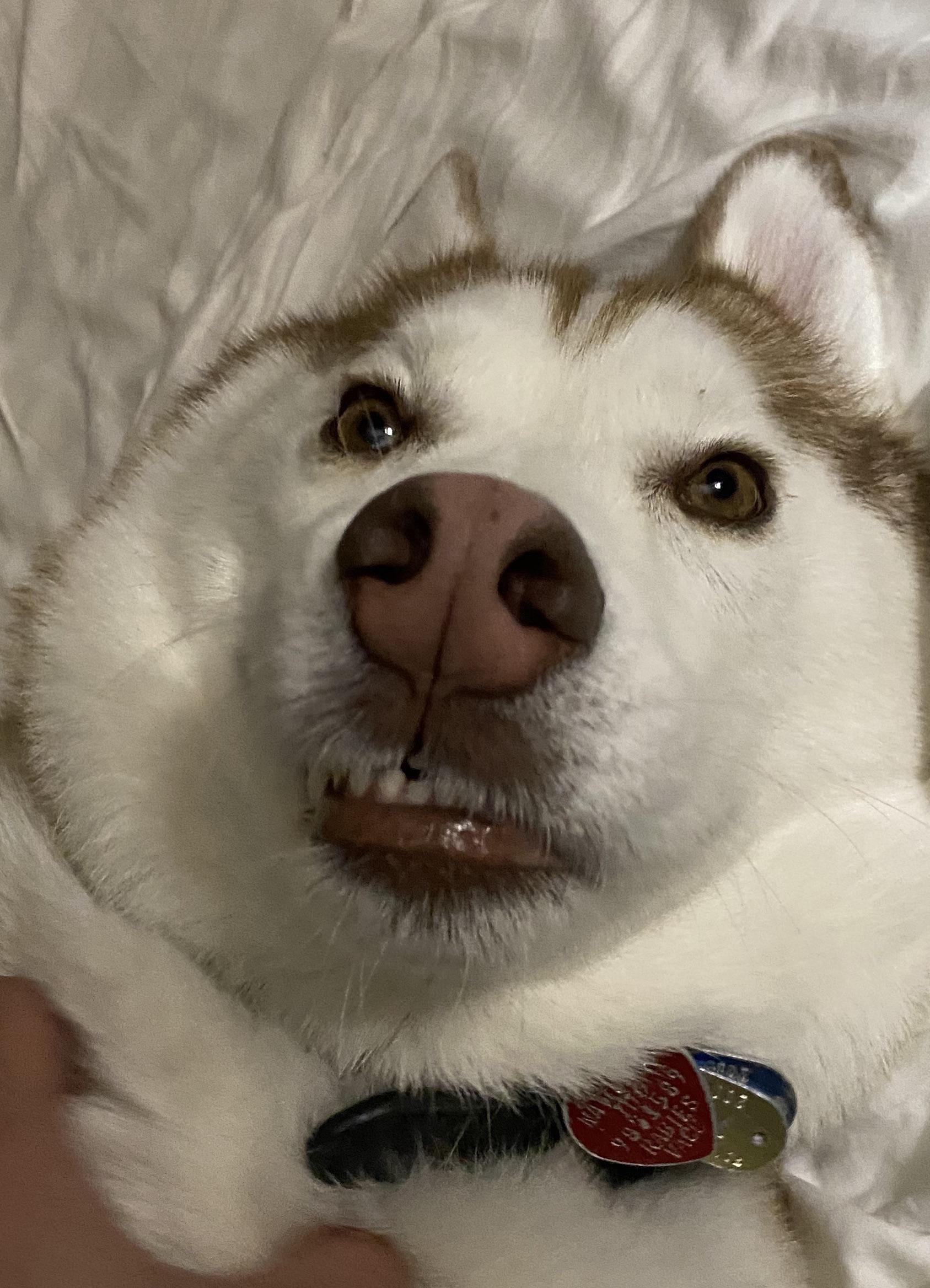 She’s something else sometimes I swear | Scrolller