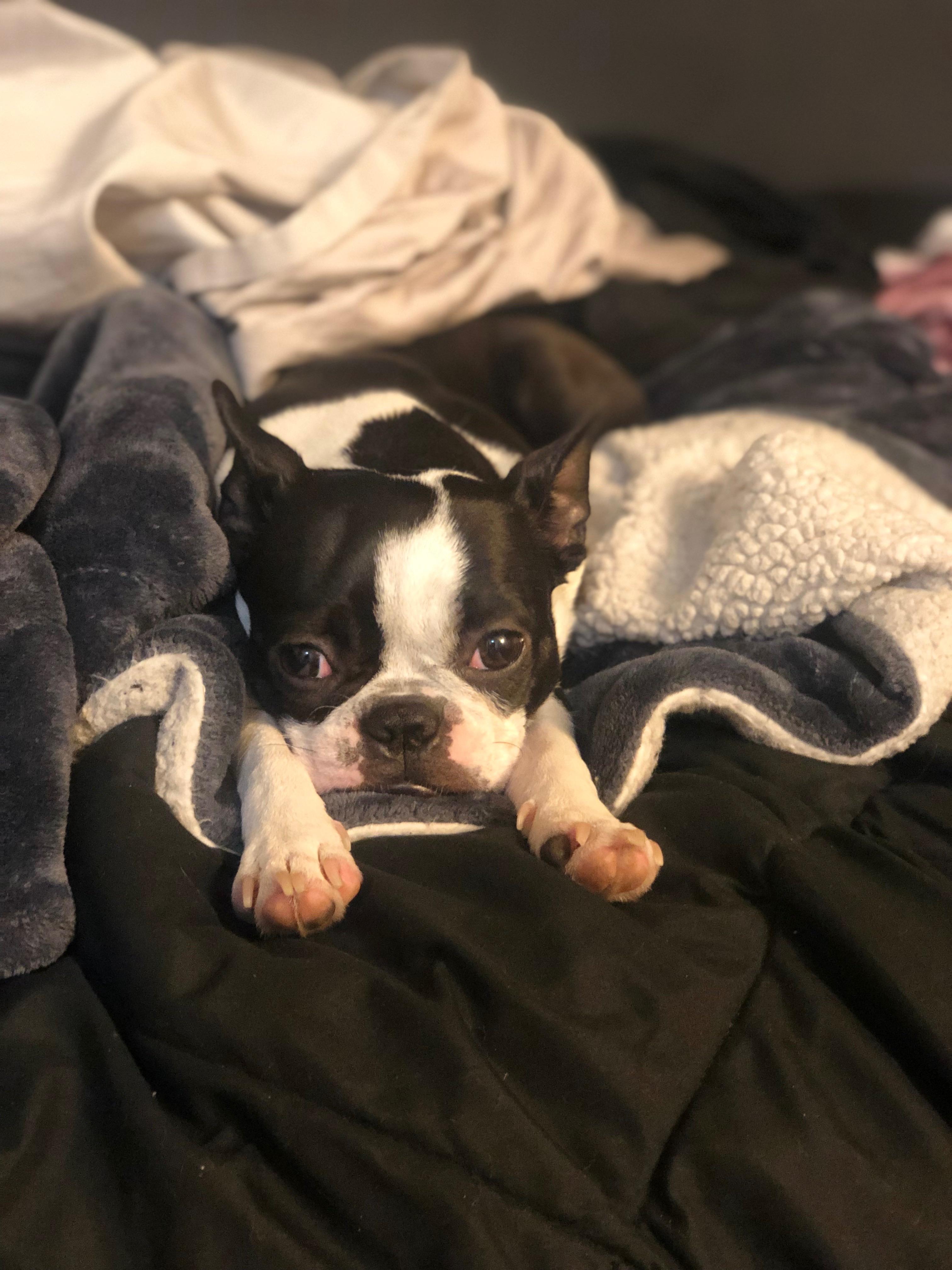 She’s such a little pancake bean! | Scrolller