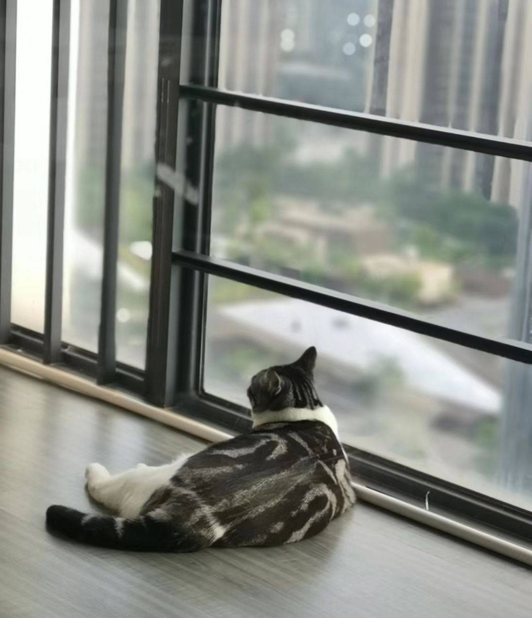 She sits by the window for hours every day. | Scrolller