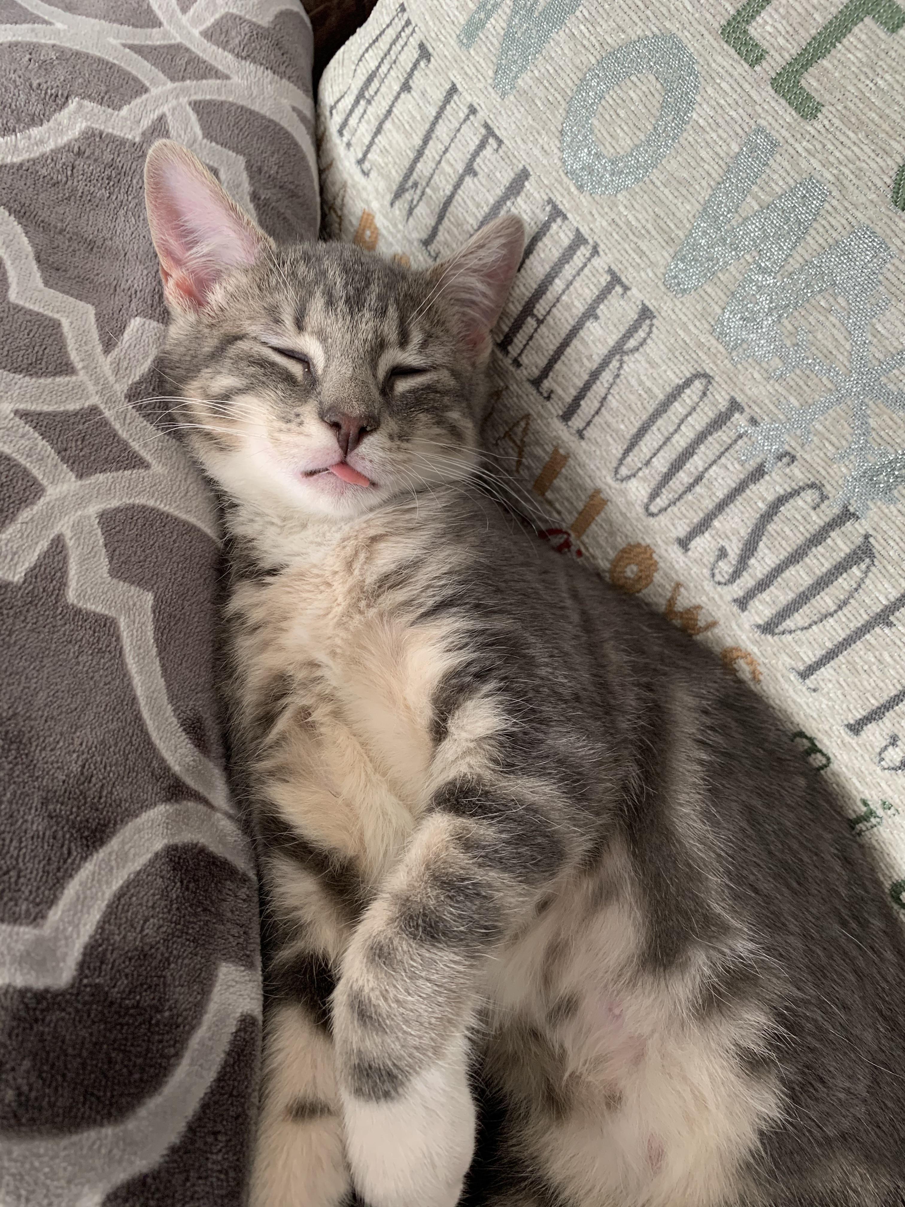 She sleeps with the tiniest little blep | Scrolller