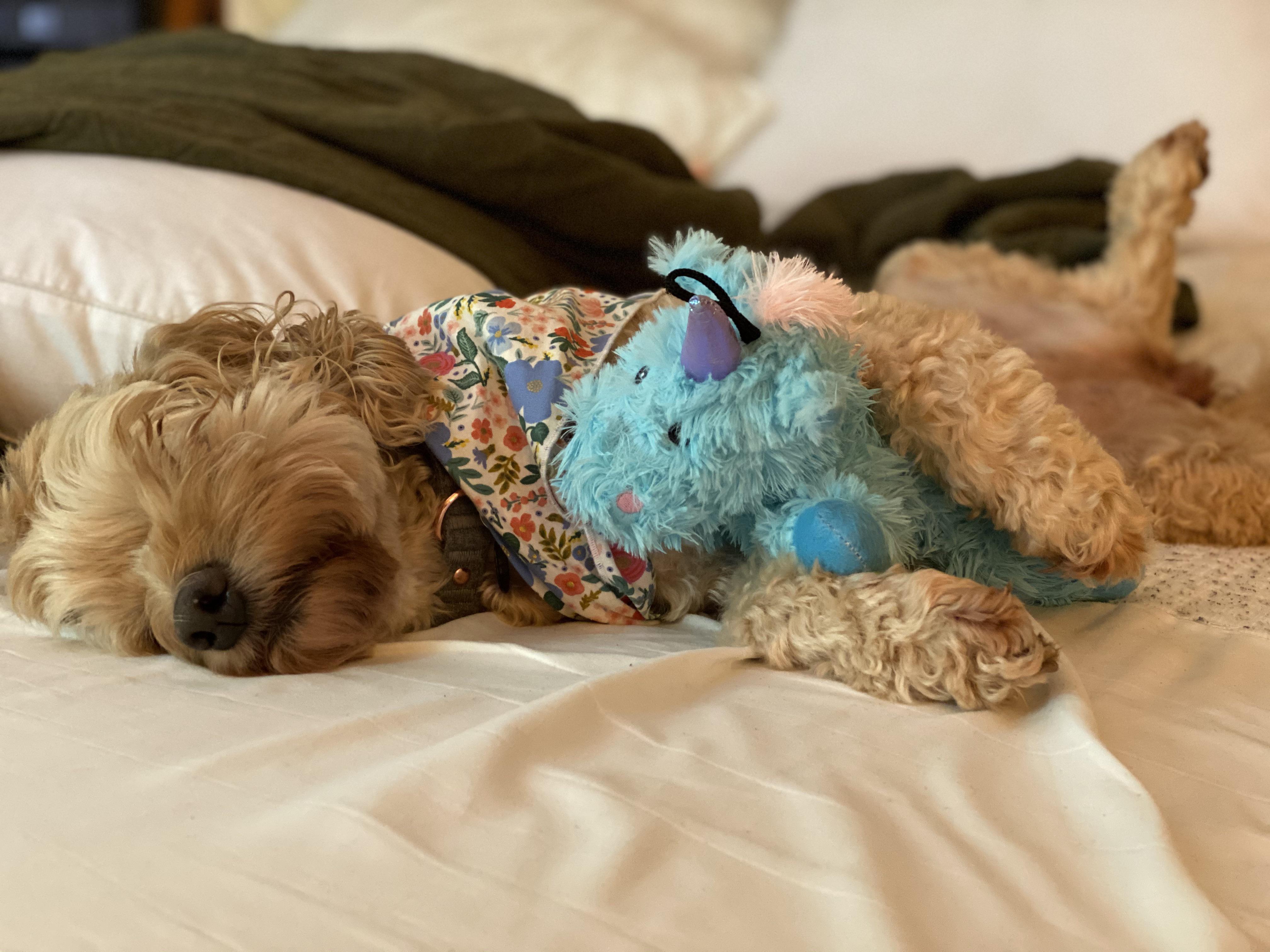 She sure loves her naps | Scrolller