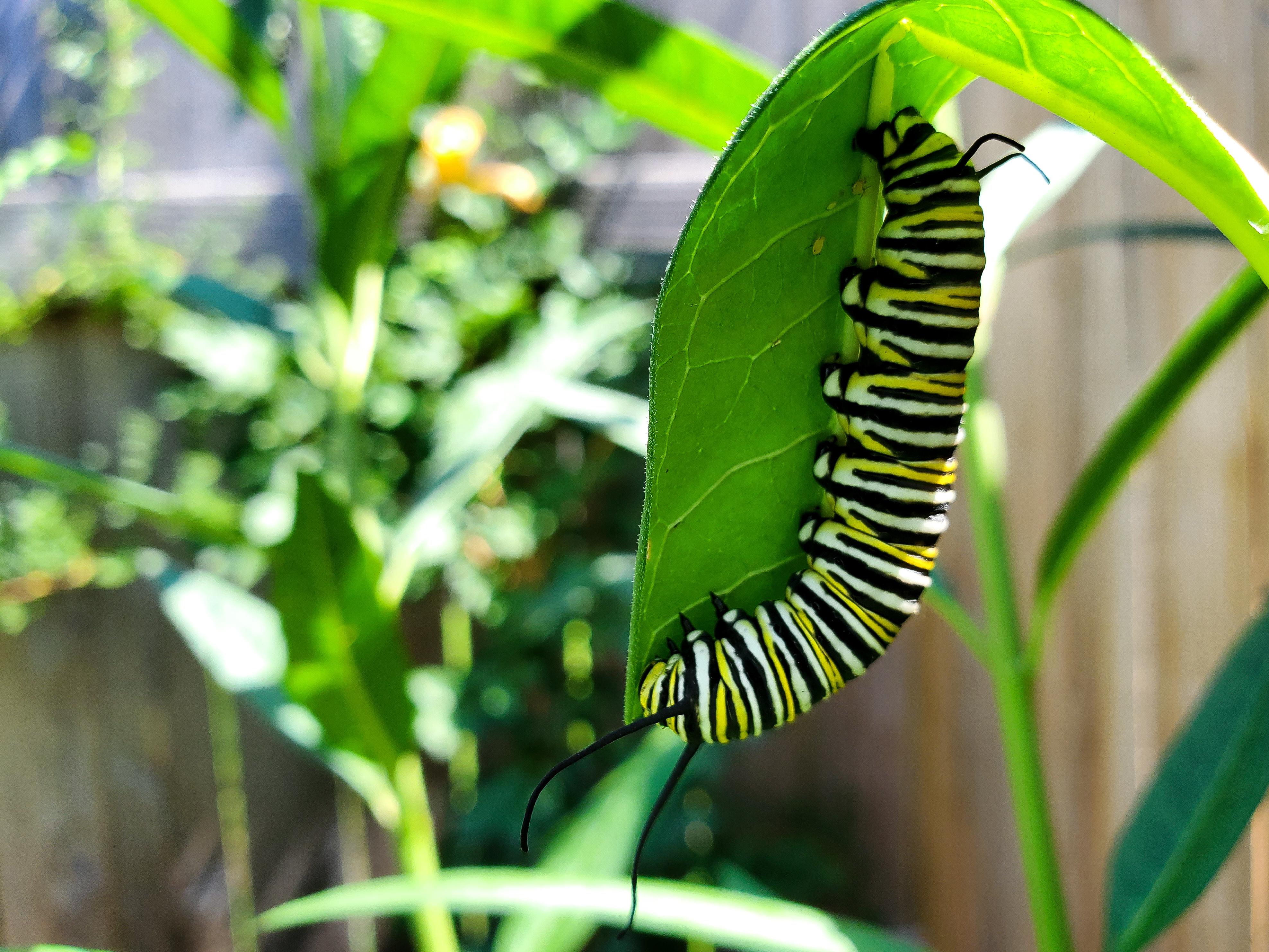 She thicc. | Scrolller