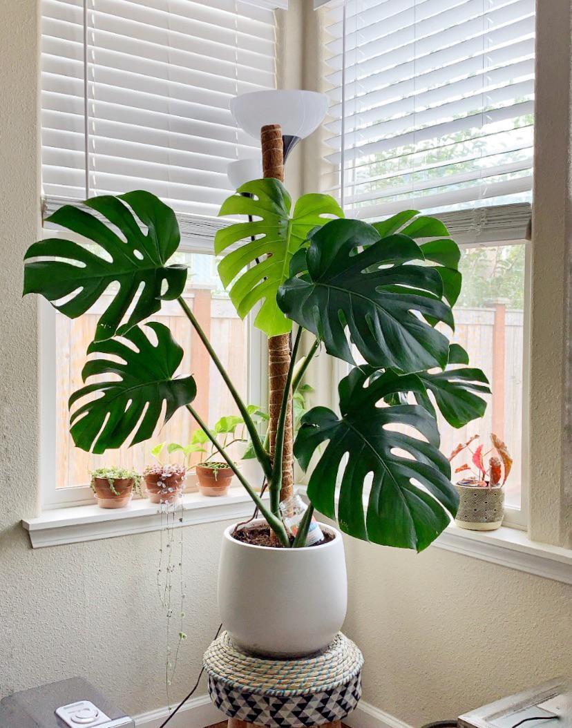 She unfurls a new leaf every month. 😍 | Scrolller