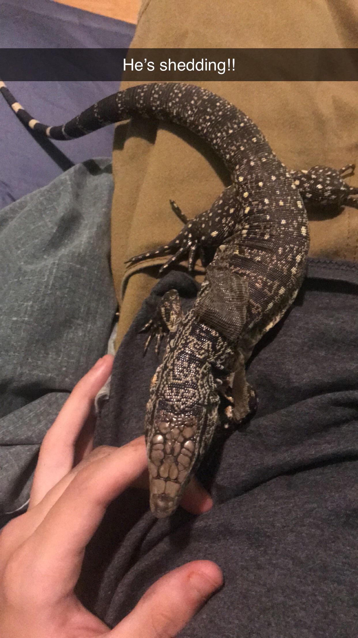 SHEDDING | Scrolller