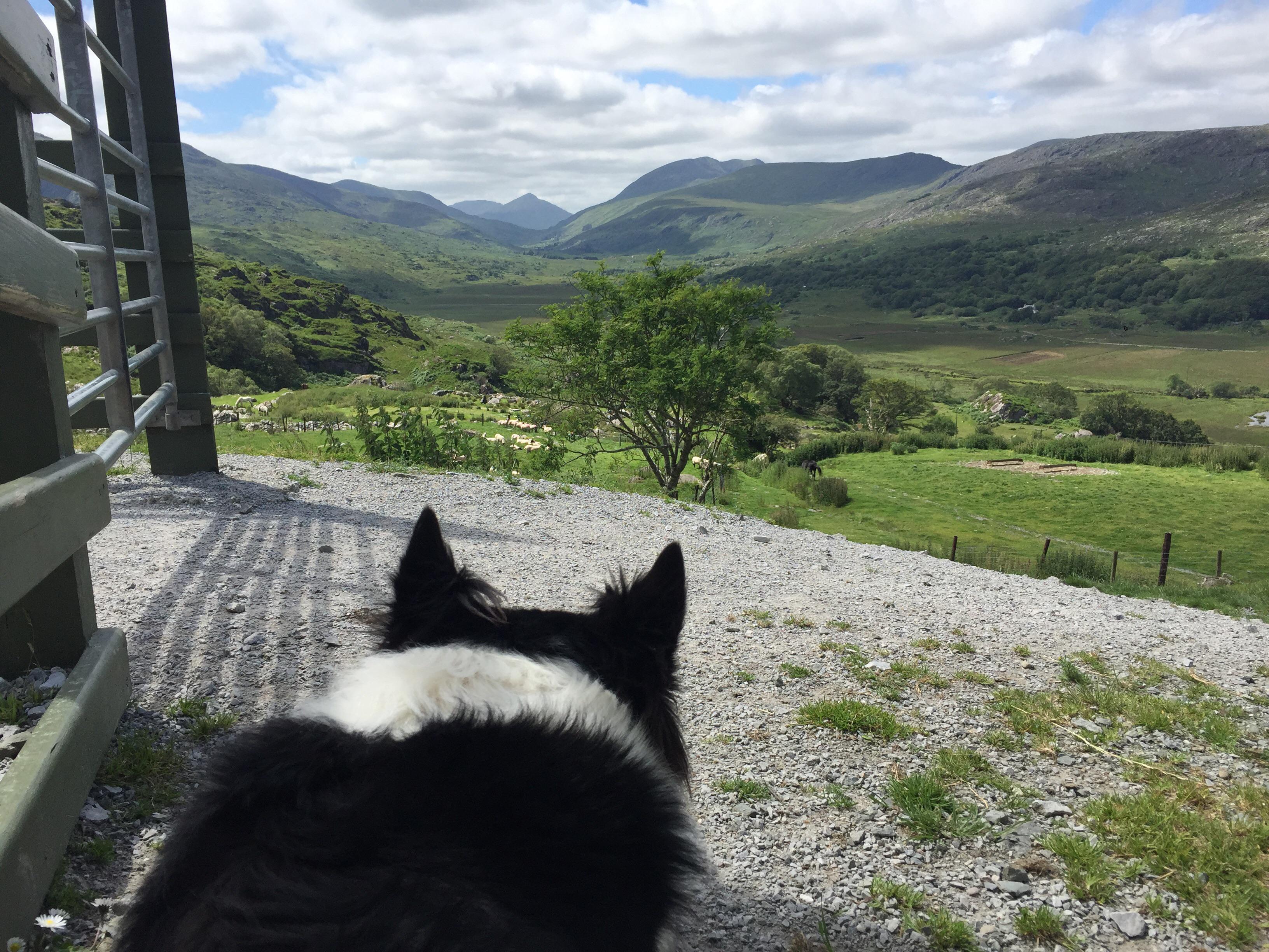 Sheep Farm, Ireland. (OC) | Scrolller