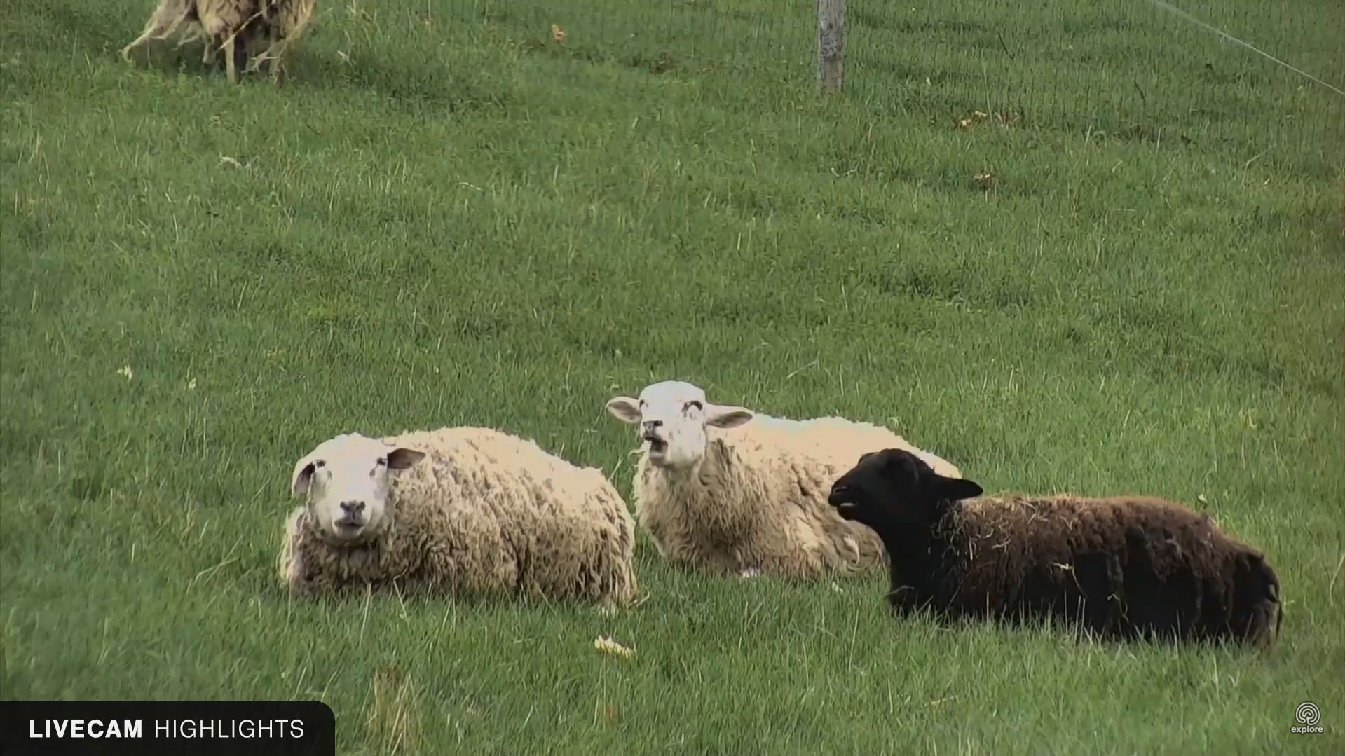 Sheep loaves | Scrolller