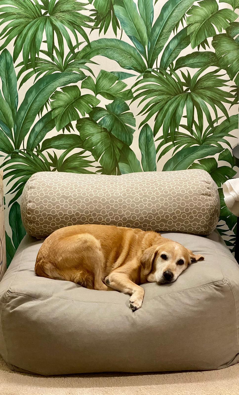 shelter dogs are the best | Scrolller