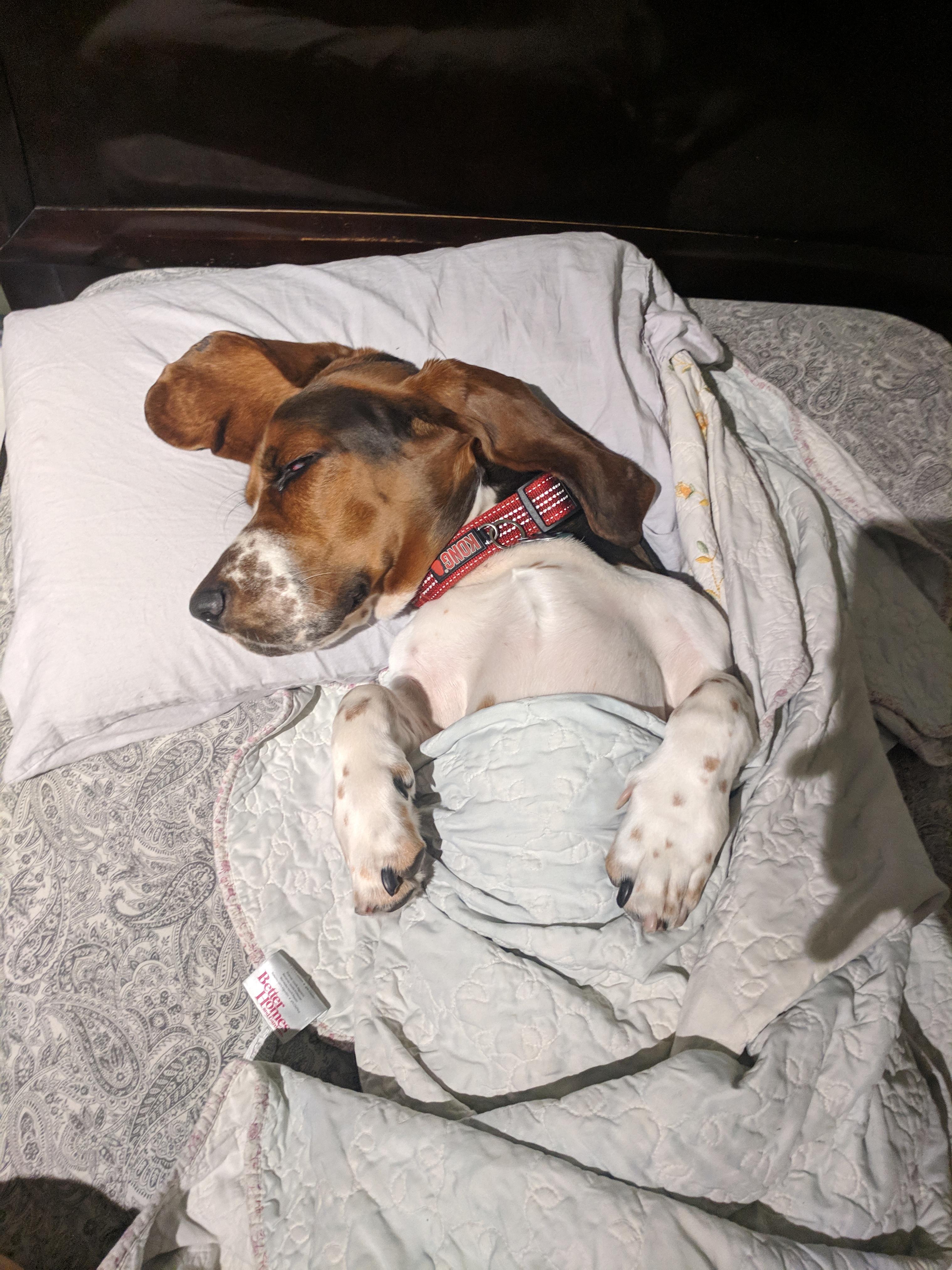 Sherlock sleeping peacefully | Scrolller