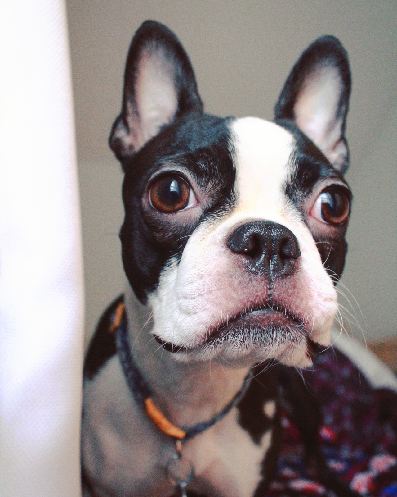 She's a troublemaker. | Scrolller