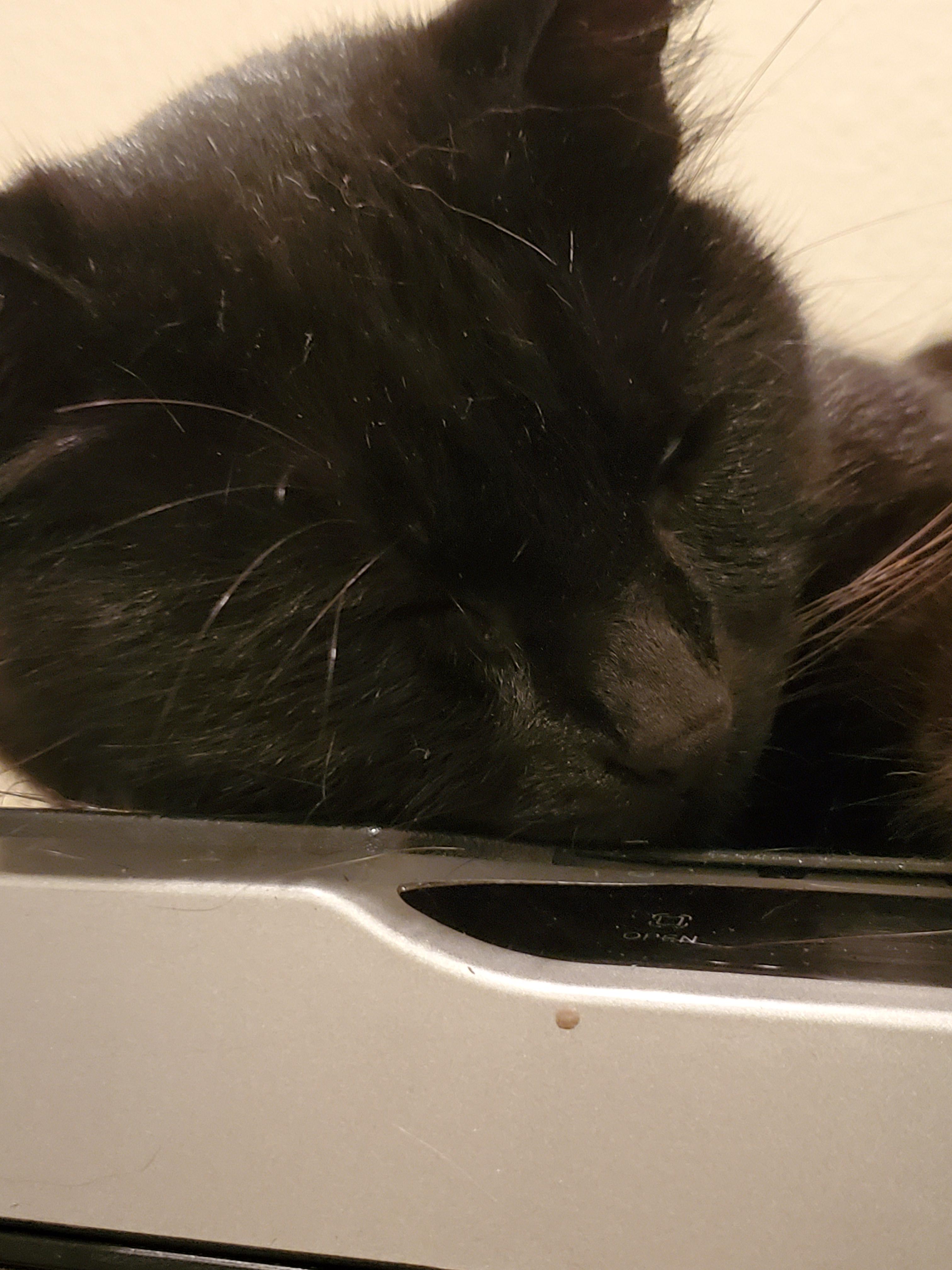 She's been sleeping all day | Scrolller