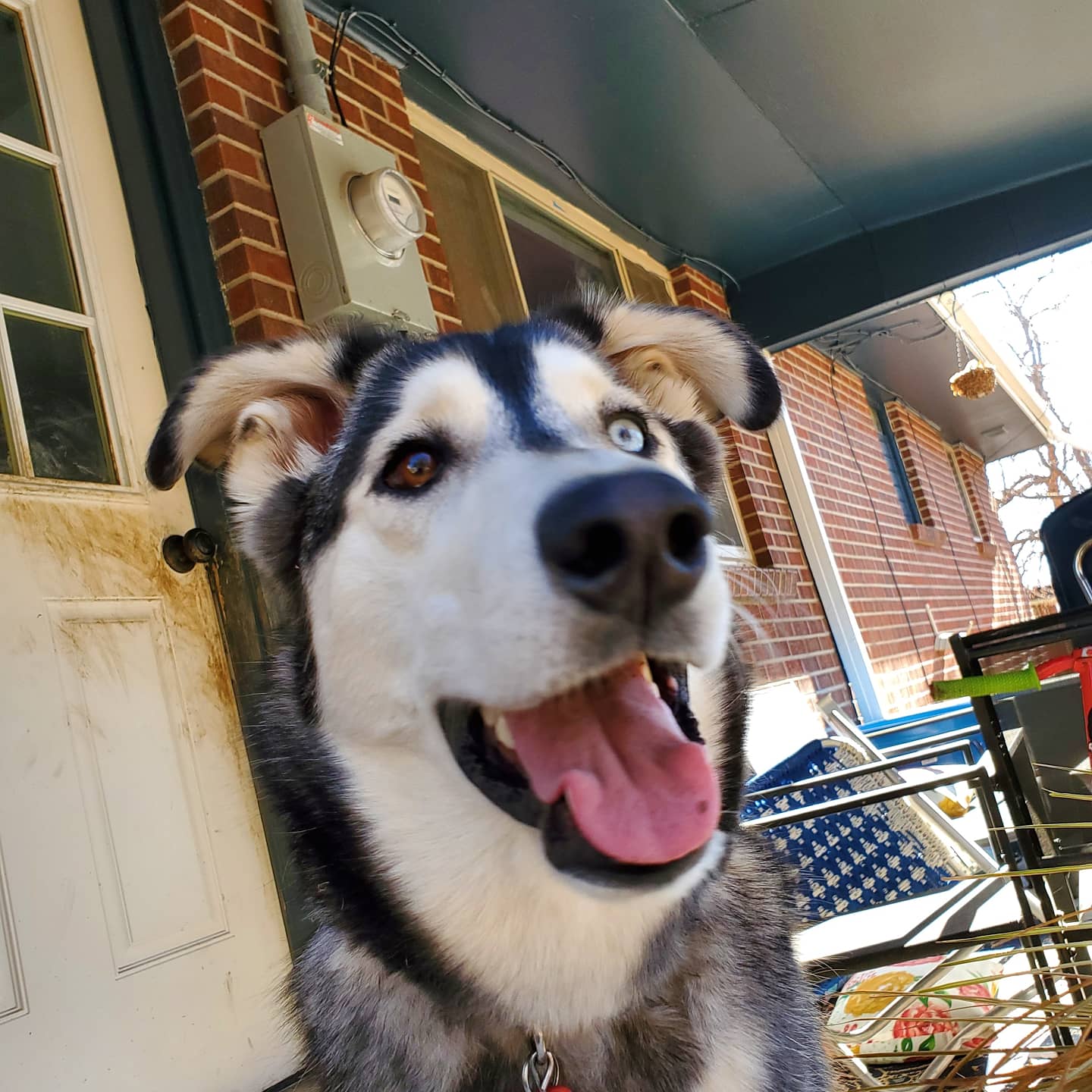 Shes Happy Scrolller