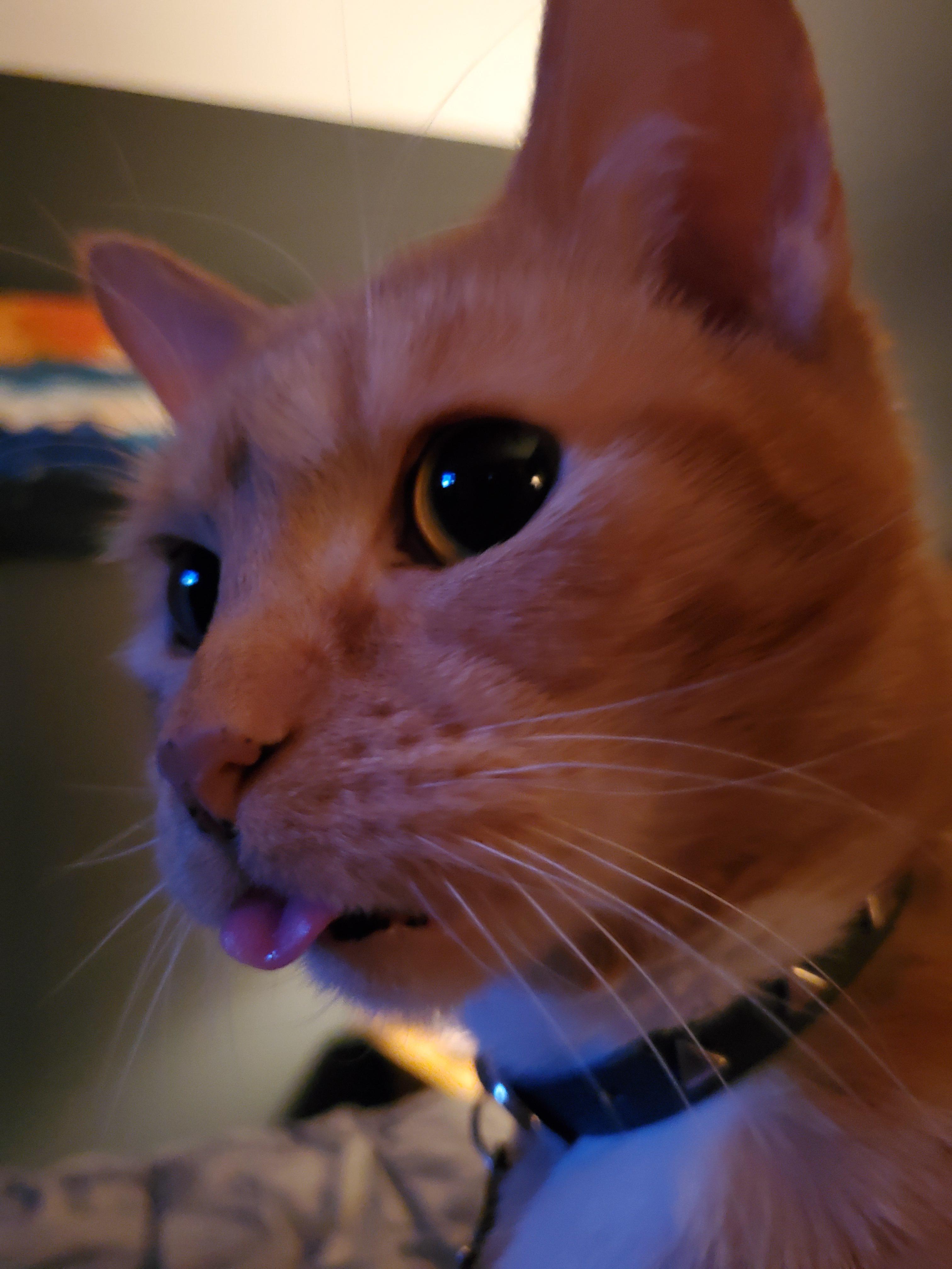 She's my ginger and shes derpy! | Scrolller