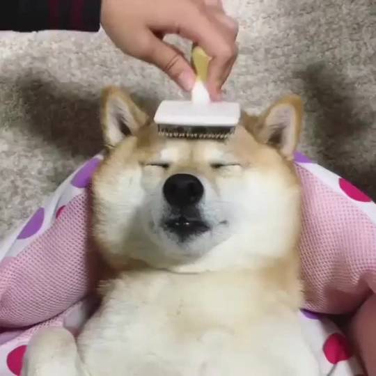 Shiba brushy | Scrolller