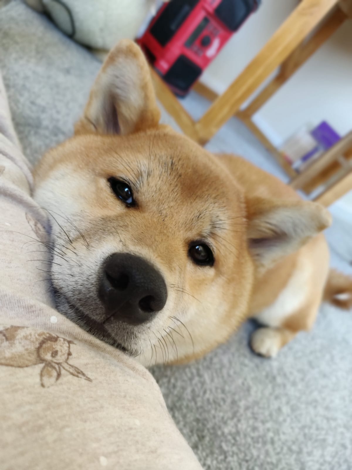 Shiba nose | Scrolller