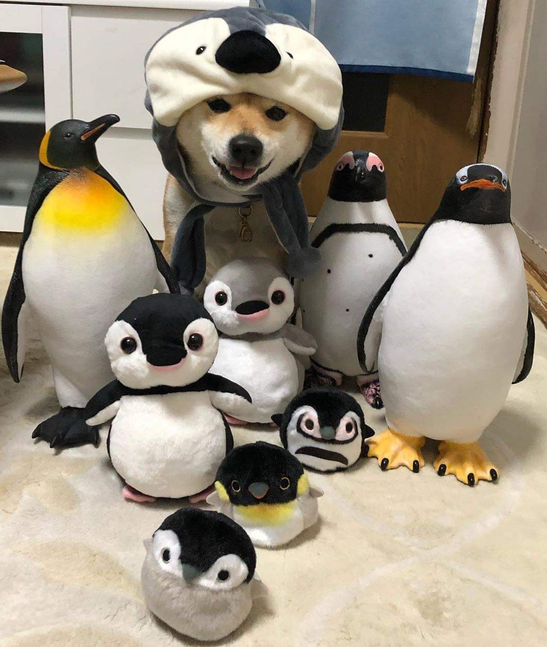 Shiba Pengu-san! | Scrolller