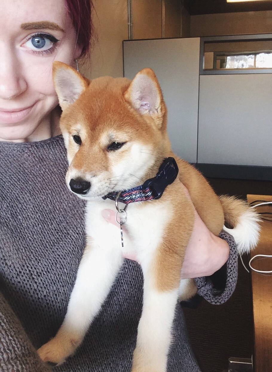 Shiba pup | Scrolller