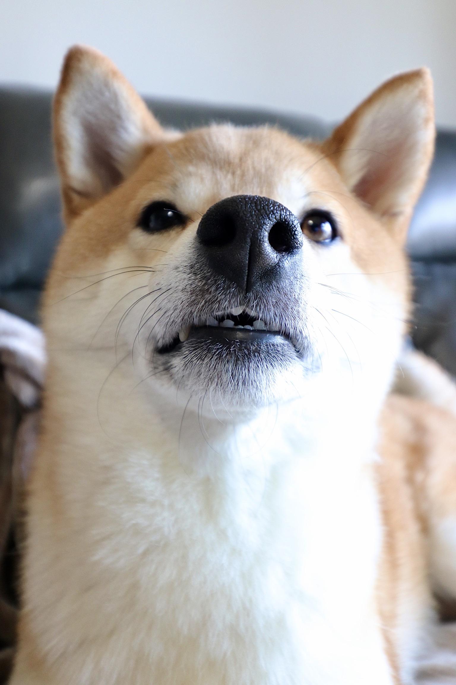 Shiba toofers! | Scrolller