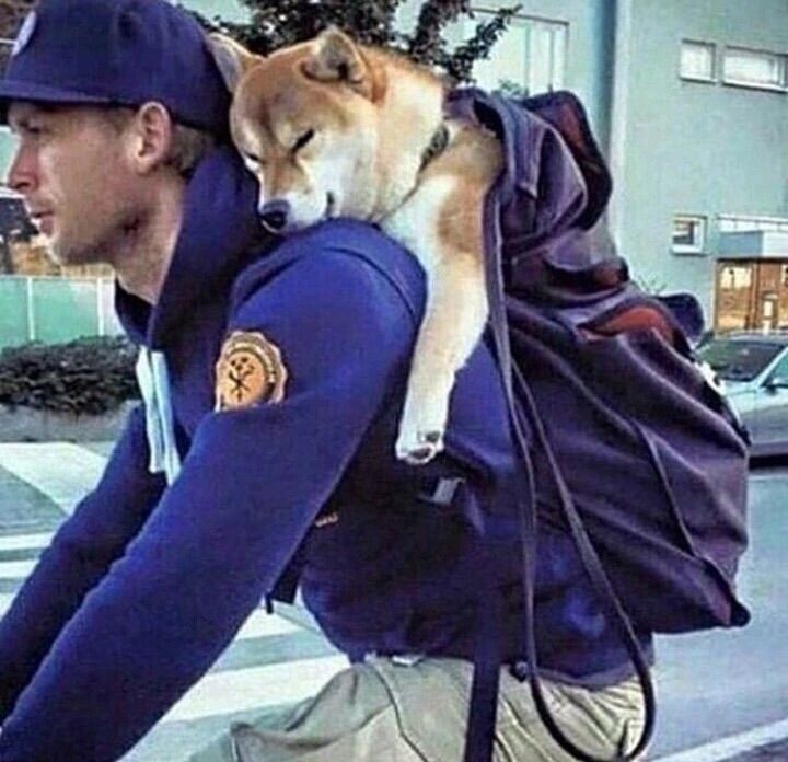 Shibe getting a lift. | Scrolller