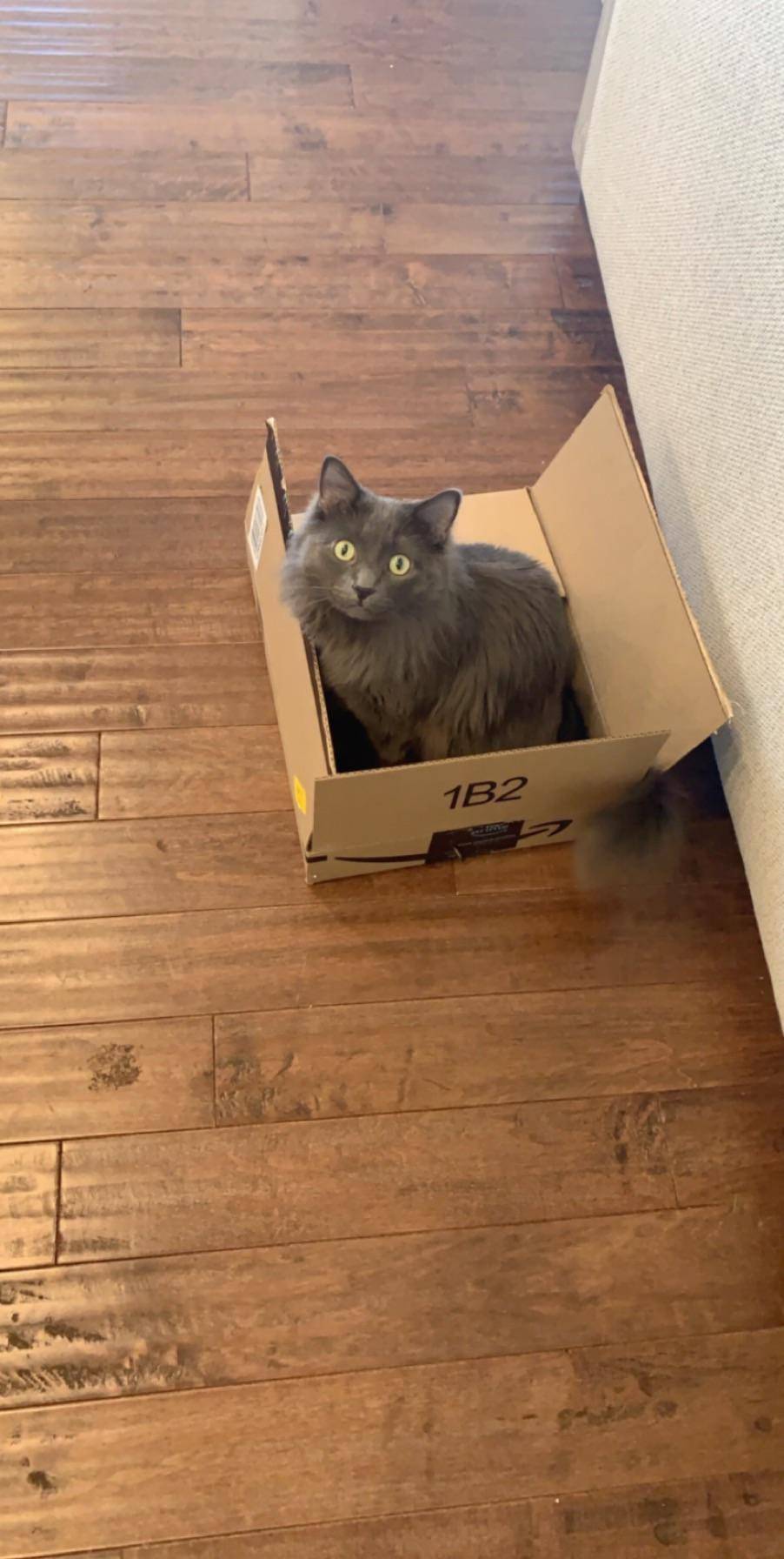 Shocked the box trapped him. | Scrolller