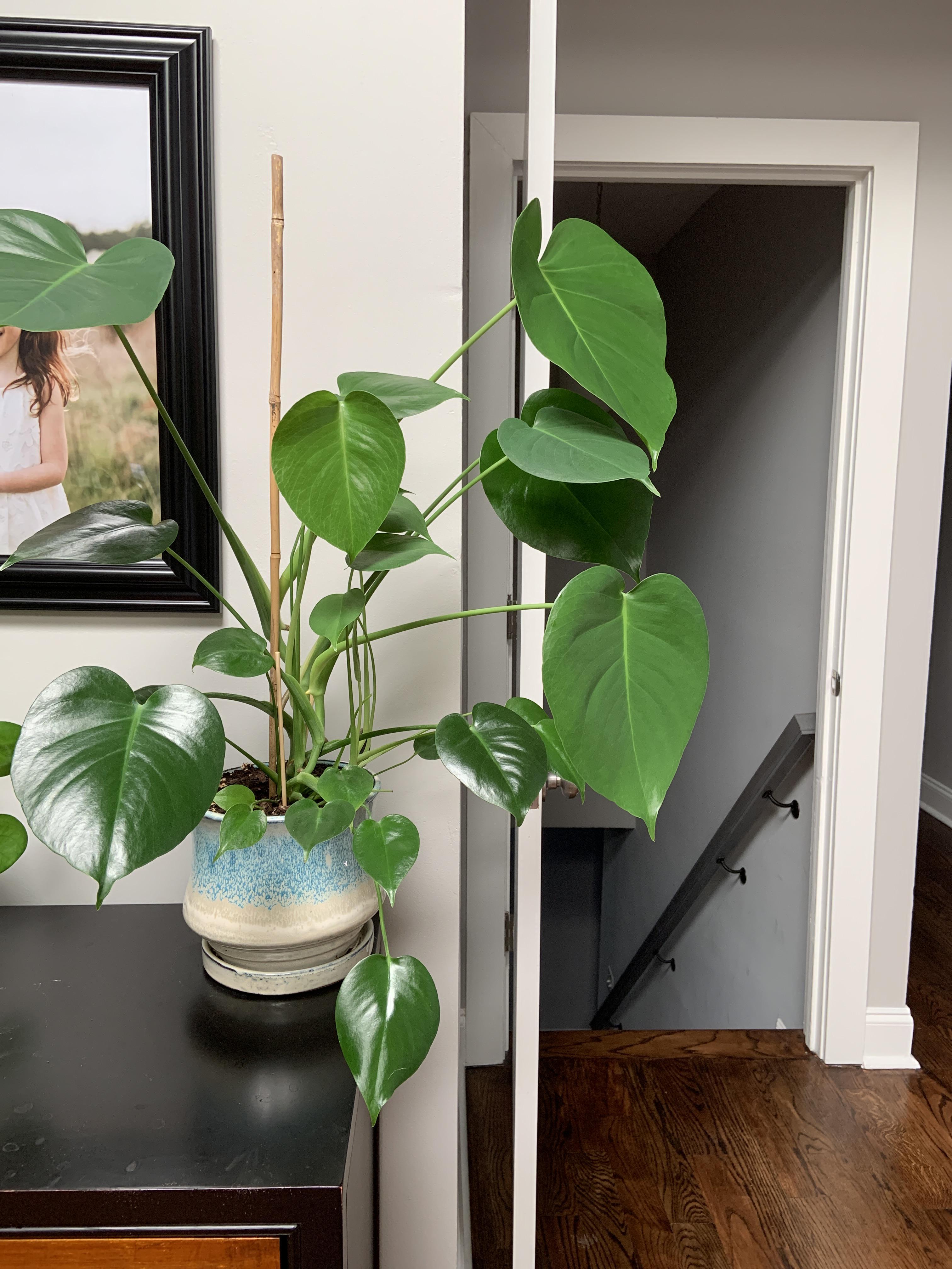 Should I repot? | Scrolller