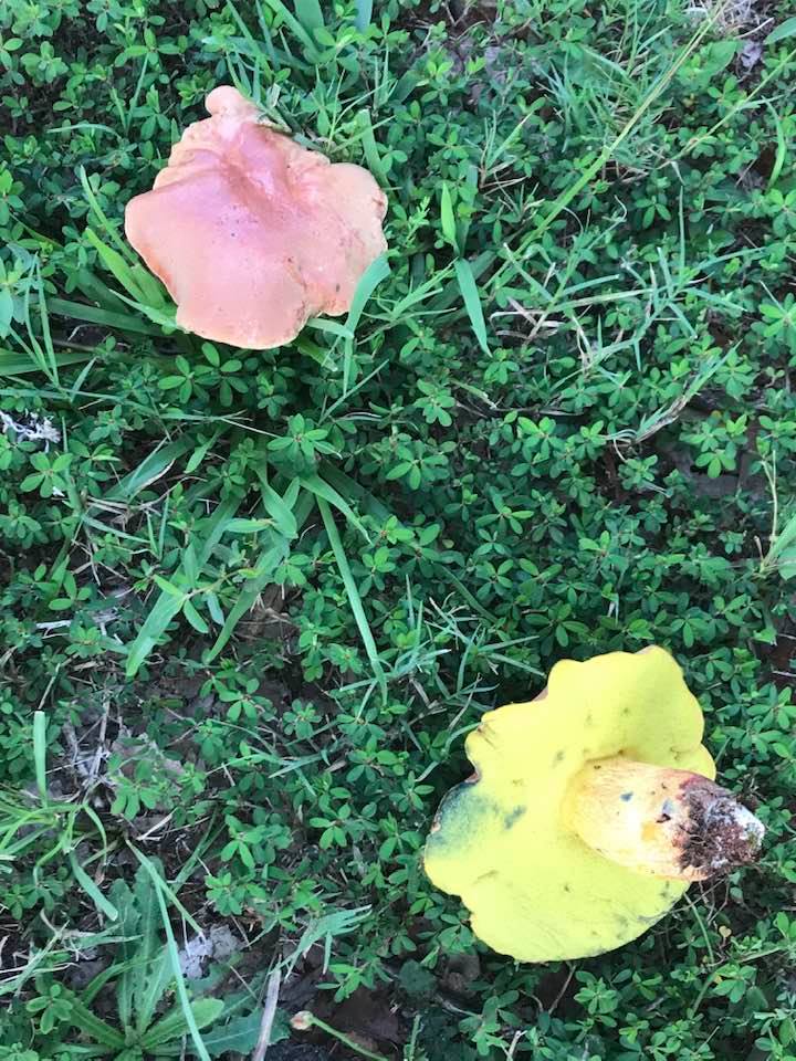 showed up in my yard Help IDing please | Scrolller