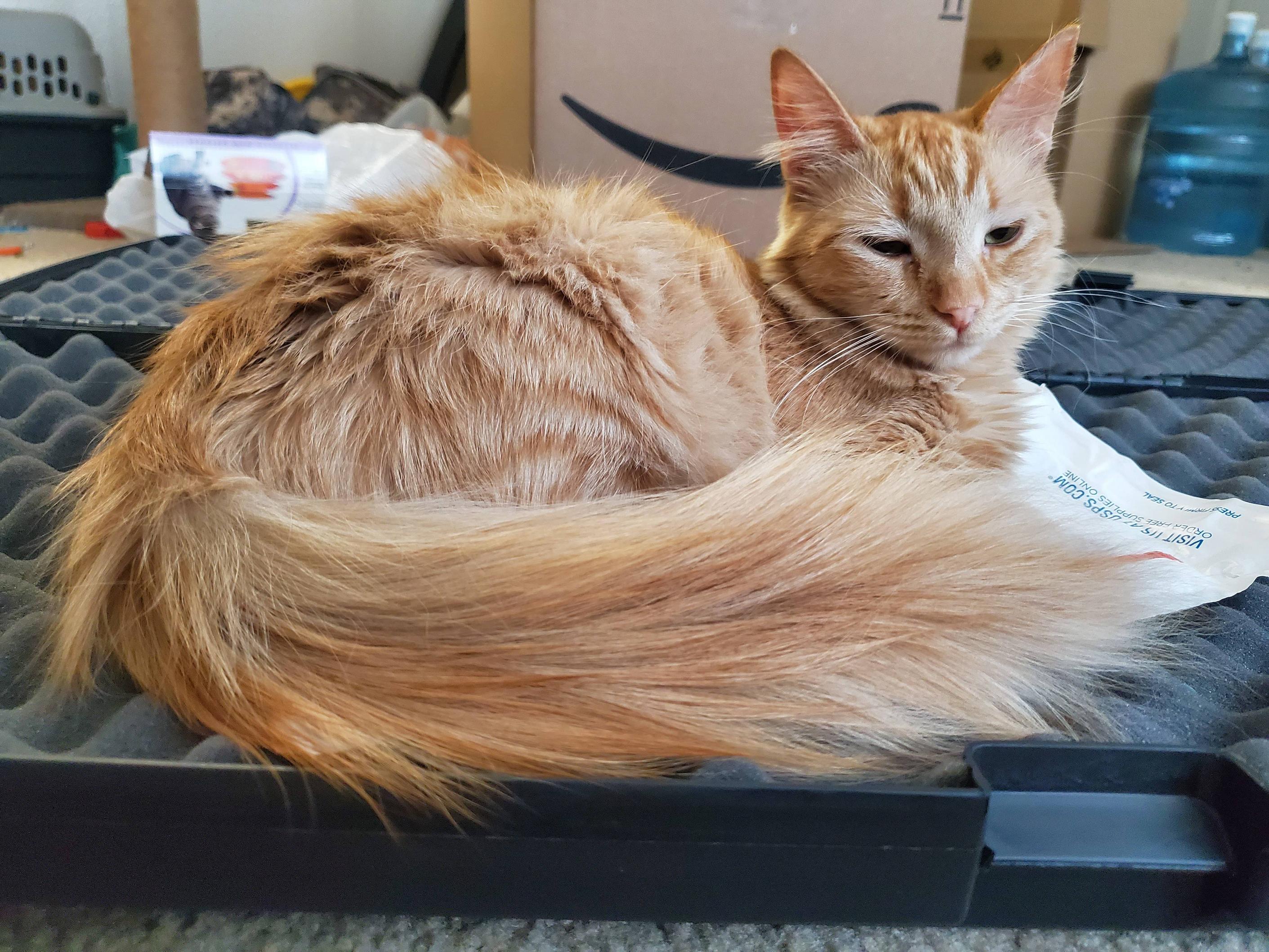 Showing off her freshly brushed tail | Scrolller