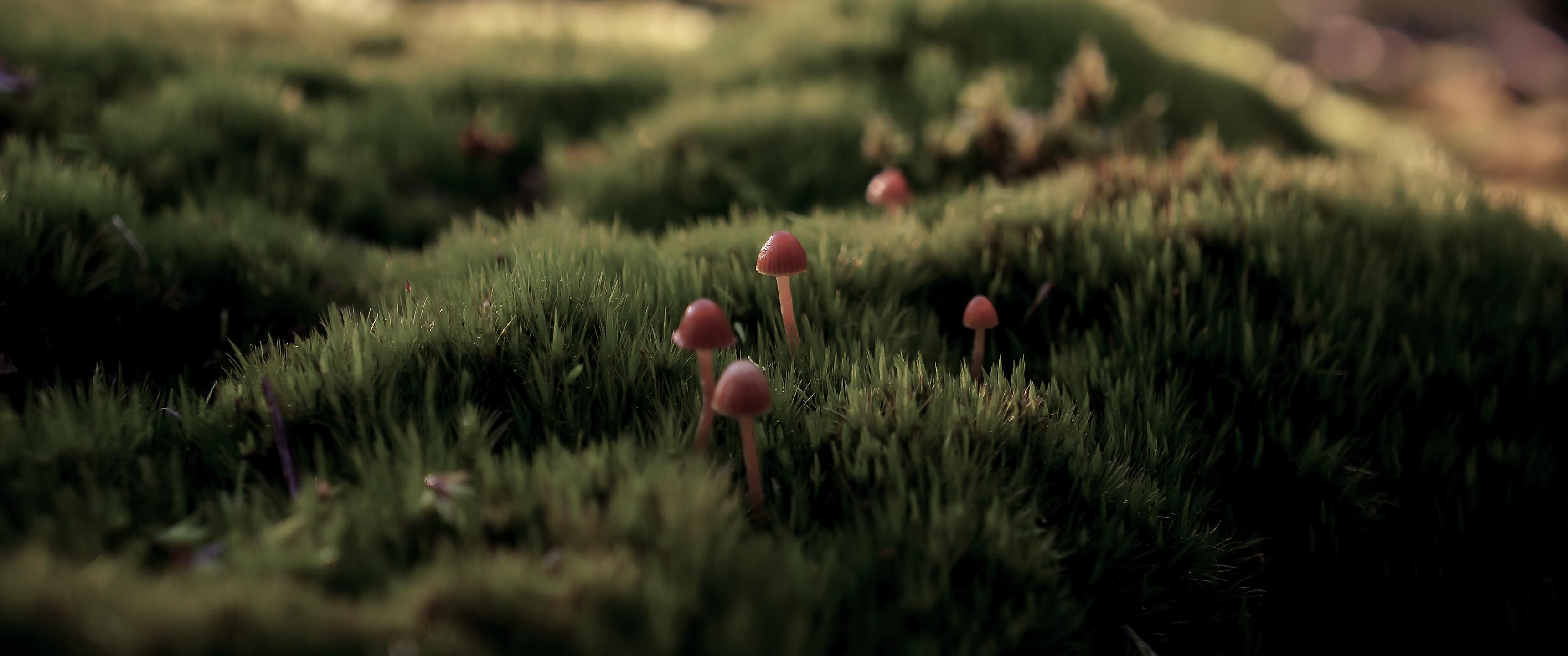 shrooms 3440x1440 By me | Scrolller